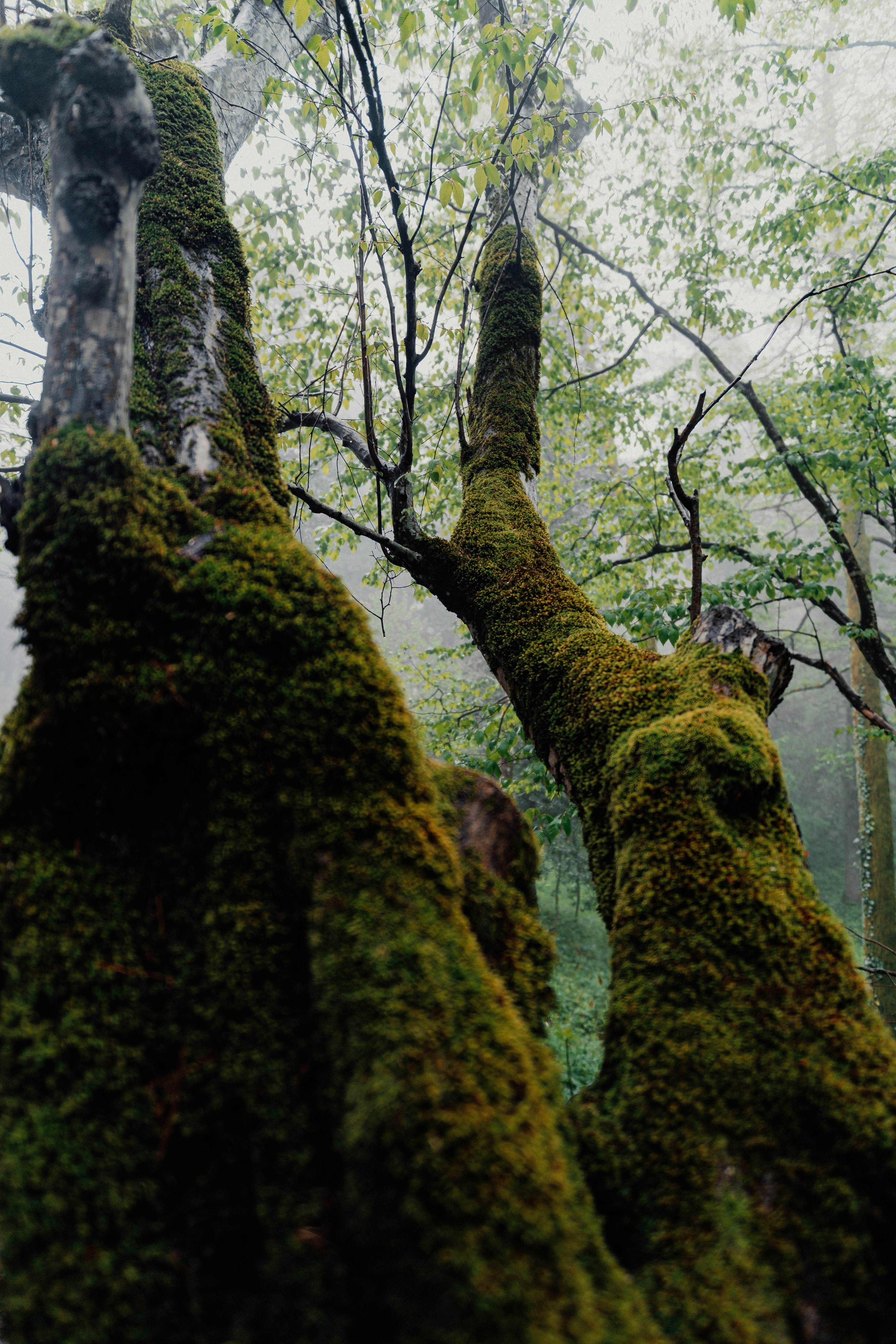 Moss-Crowned Giants: Trunked sentinels in a misty grove