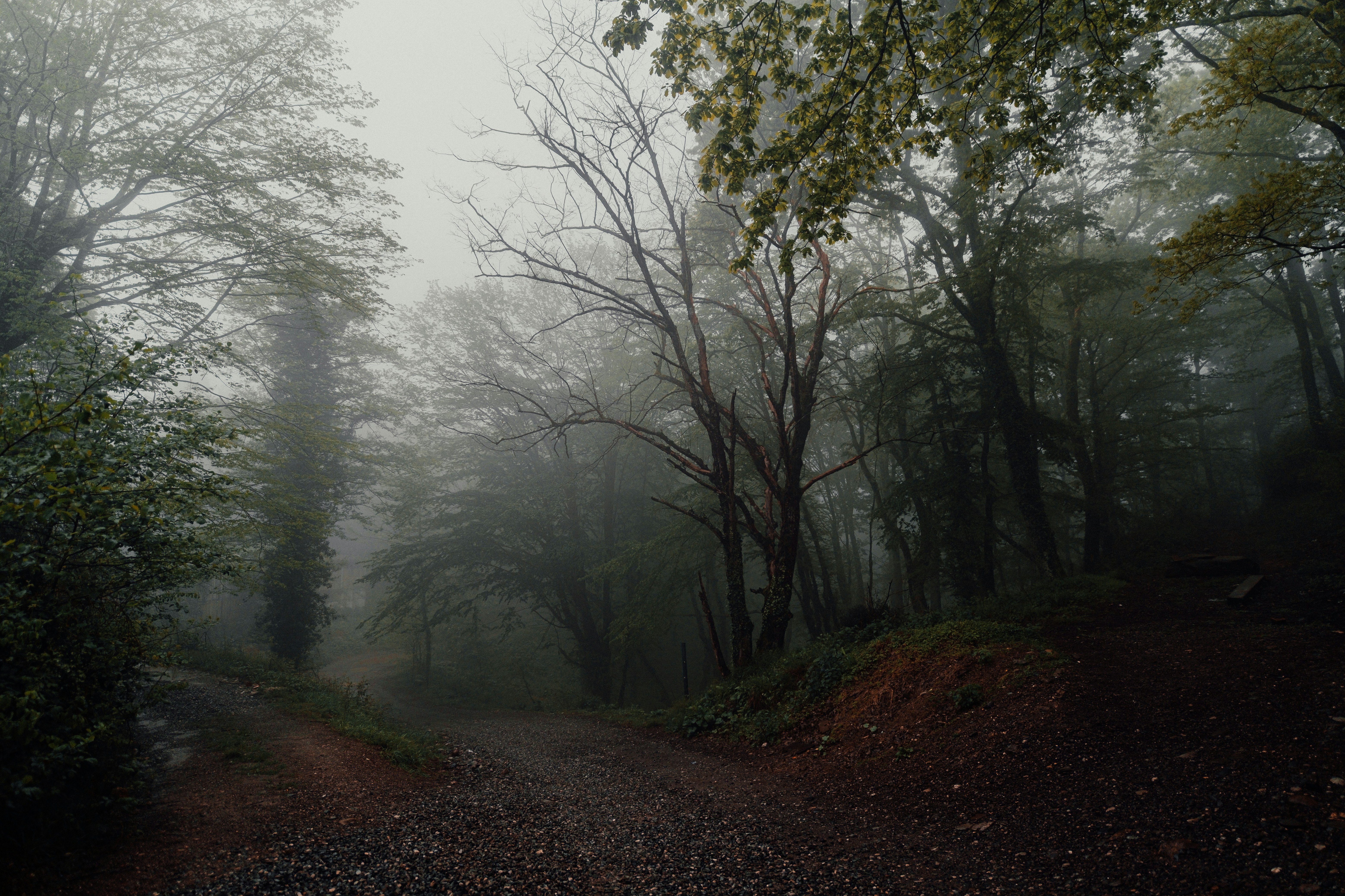 Mist-Wrapped Forest Pathway