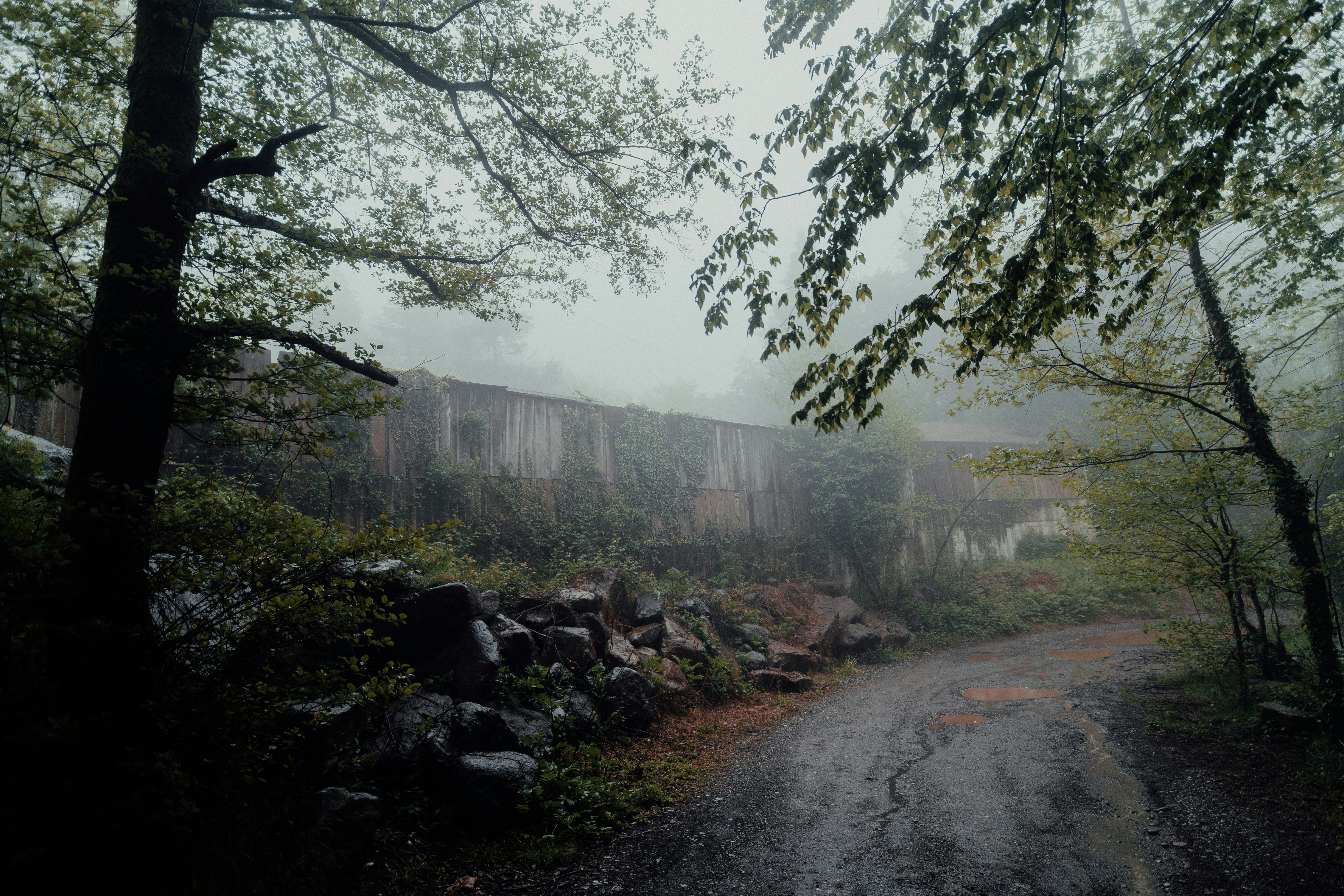 Mist Over the Old Quarry Road