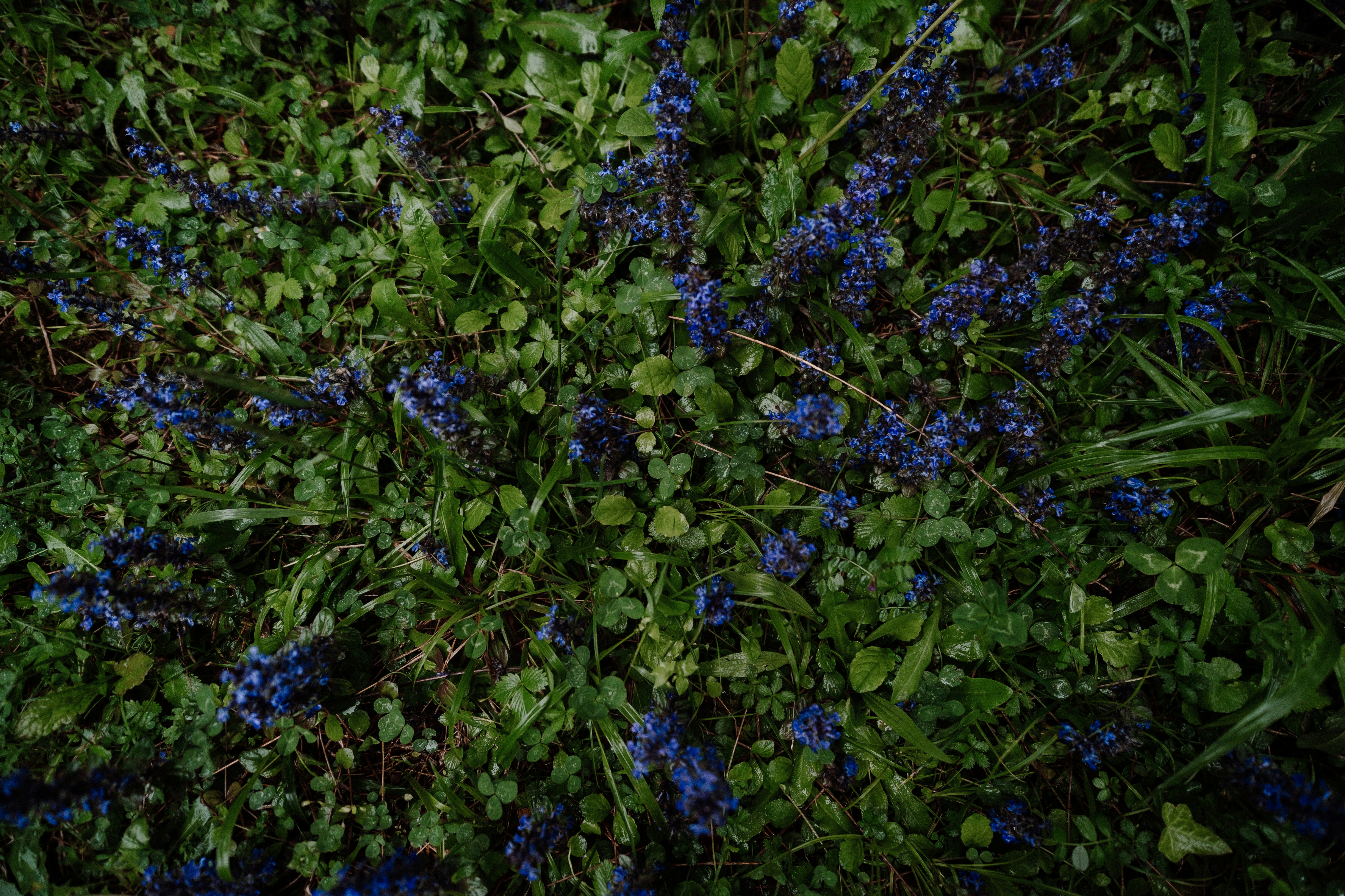 Midnight Bluestem: a Tangle of Indigo Flowers