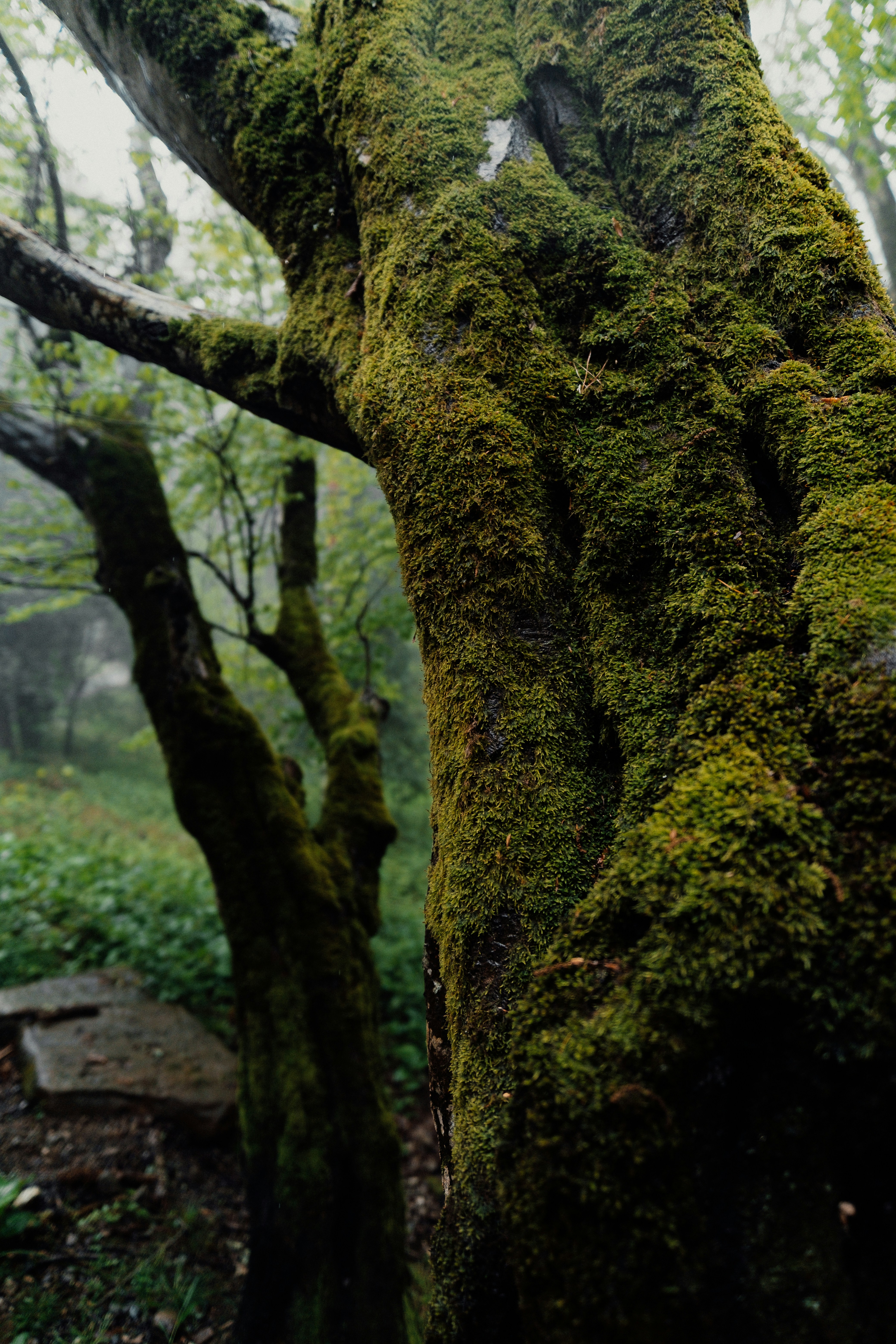 Moss-clad Trunk in a Misty Woodland Corridor