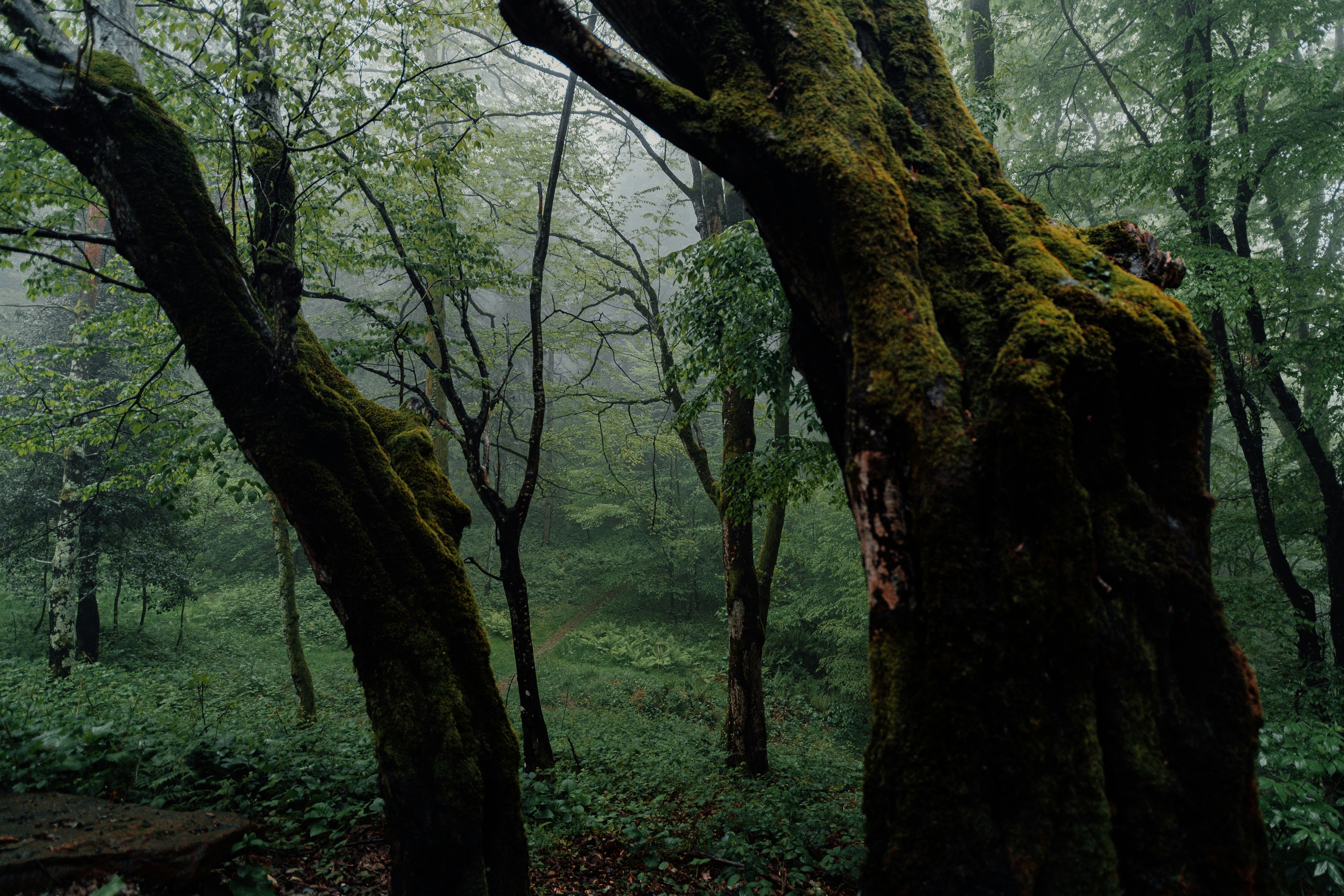 Ancient Pines in Mist: Moss-Lined Giants Guard a Quiet Clearing