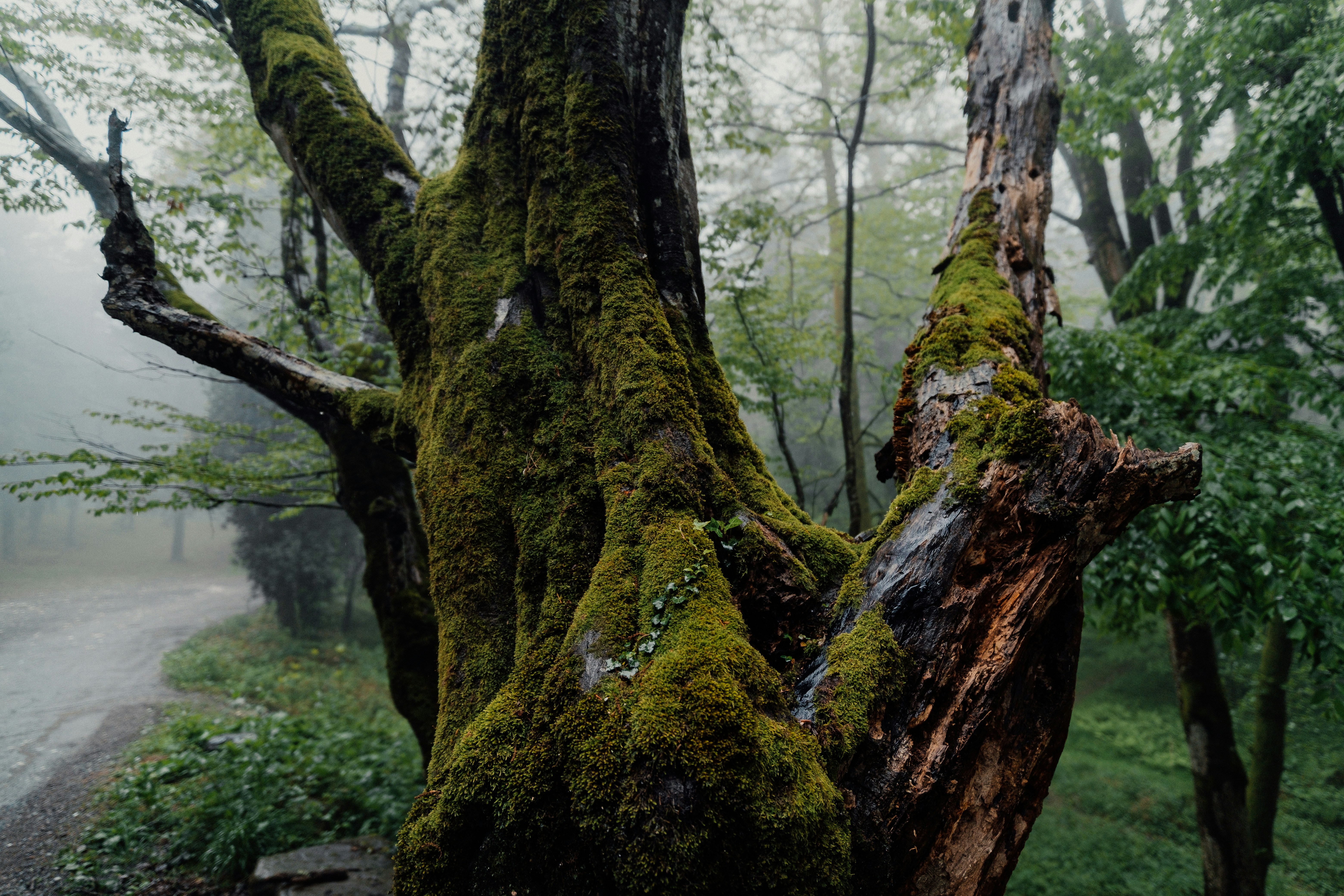 Moss-Cculpted Trunk in Misty Wood