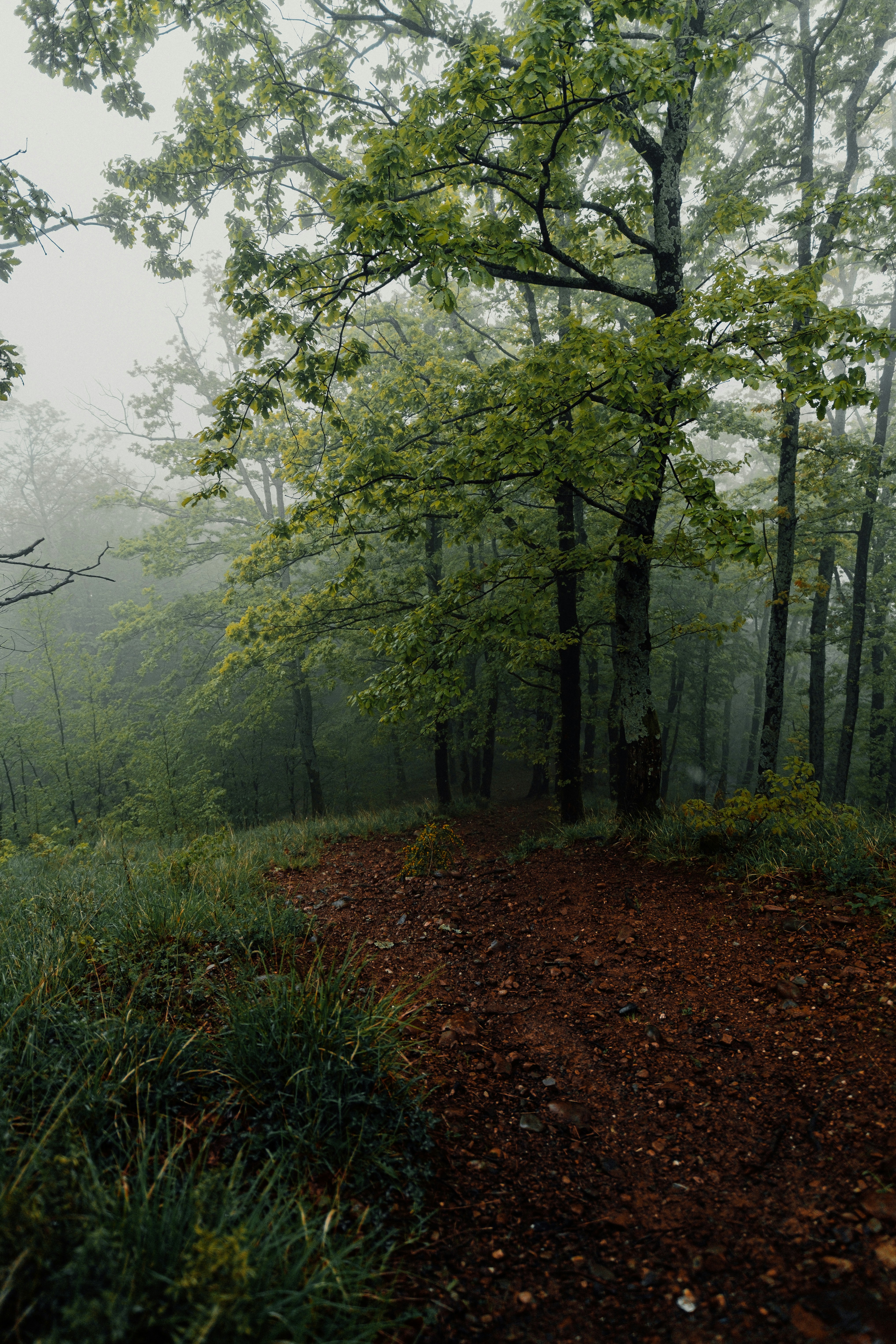 Mist-Soft Trail Through Quiet Oaks
