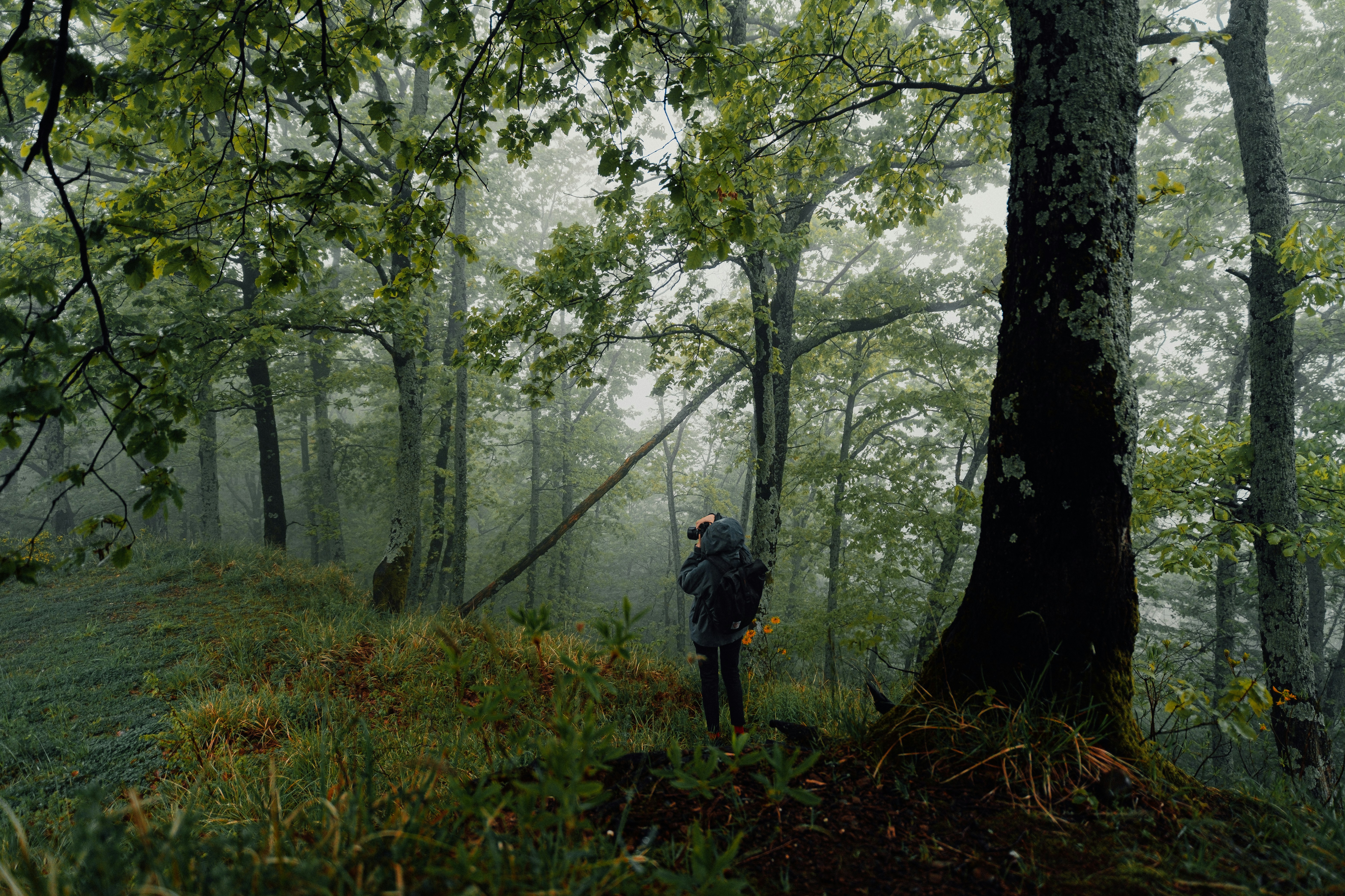Traveler in the Mist: A Lone Hiker in Dense Forest