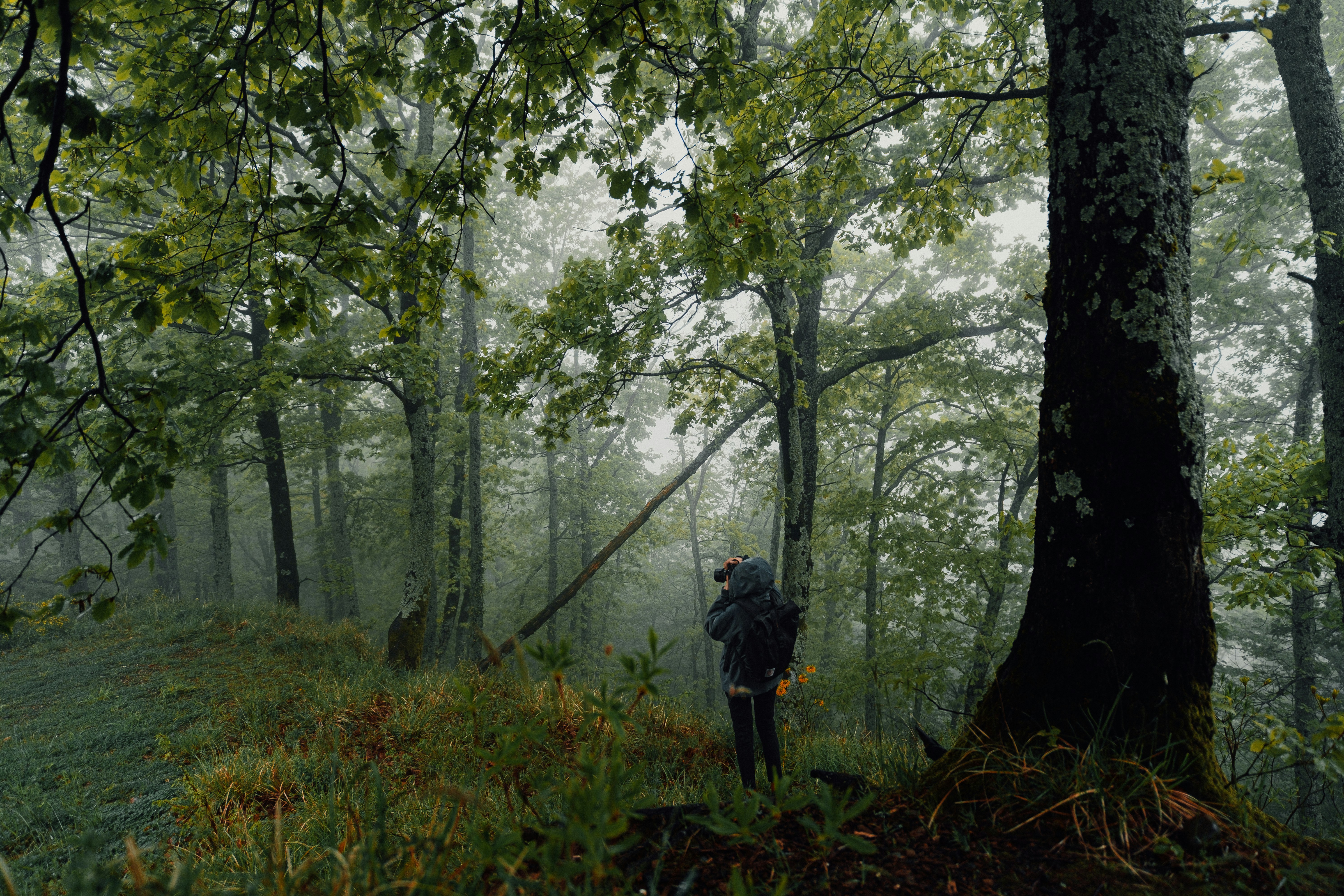 Hiker in Misty Green Cathedral