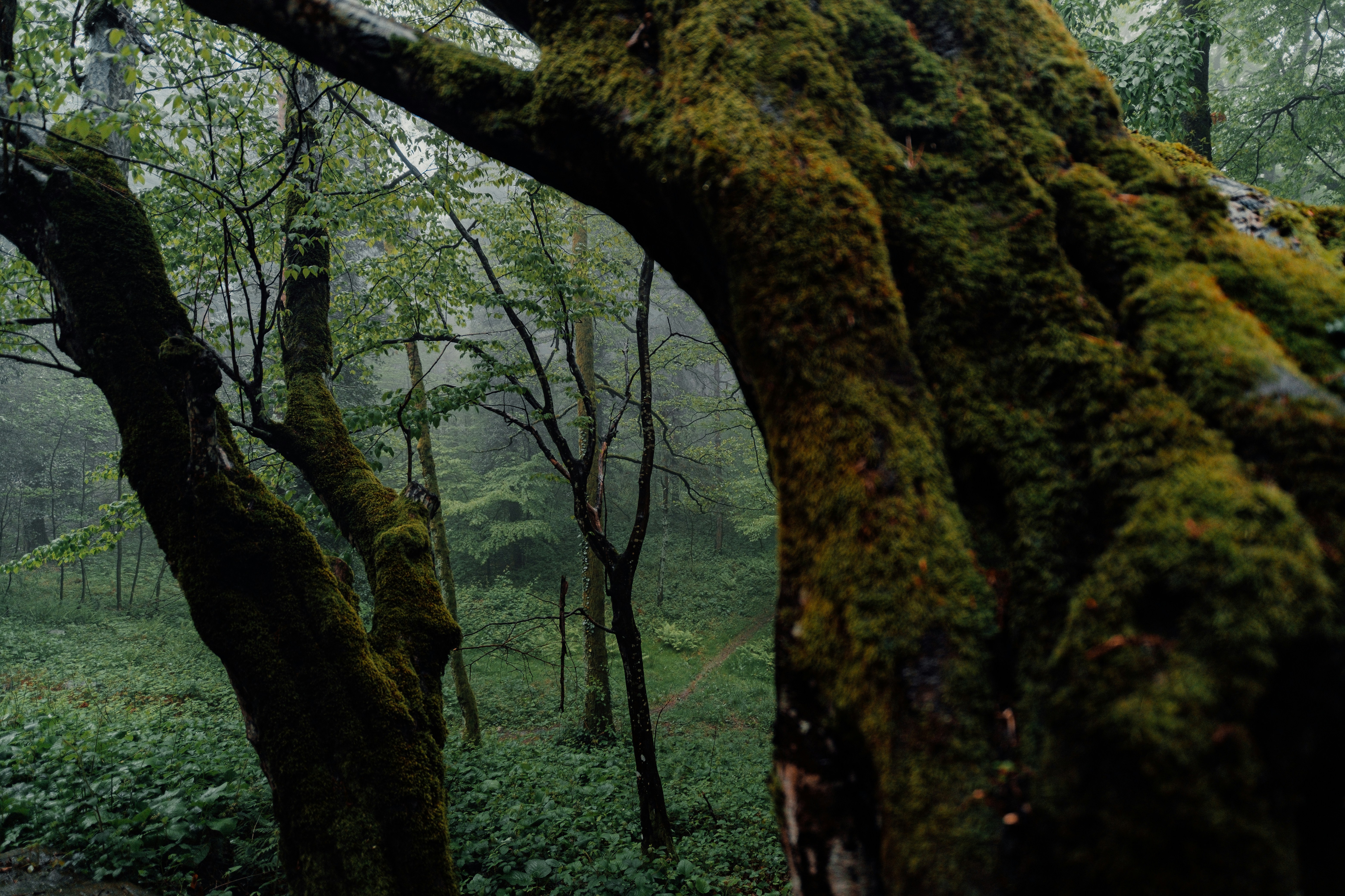Moss-Coured Archive: A Living Tree Frame in Mist