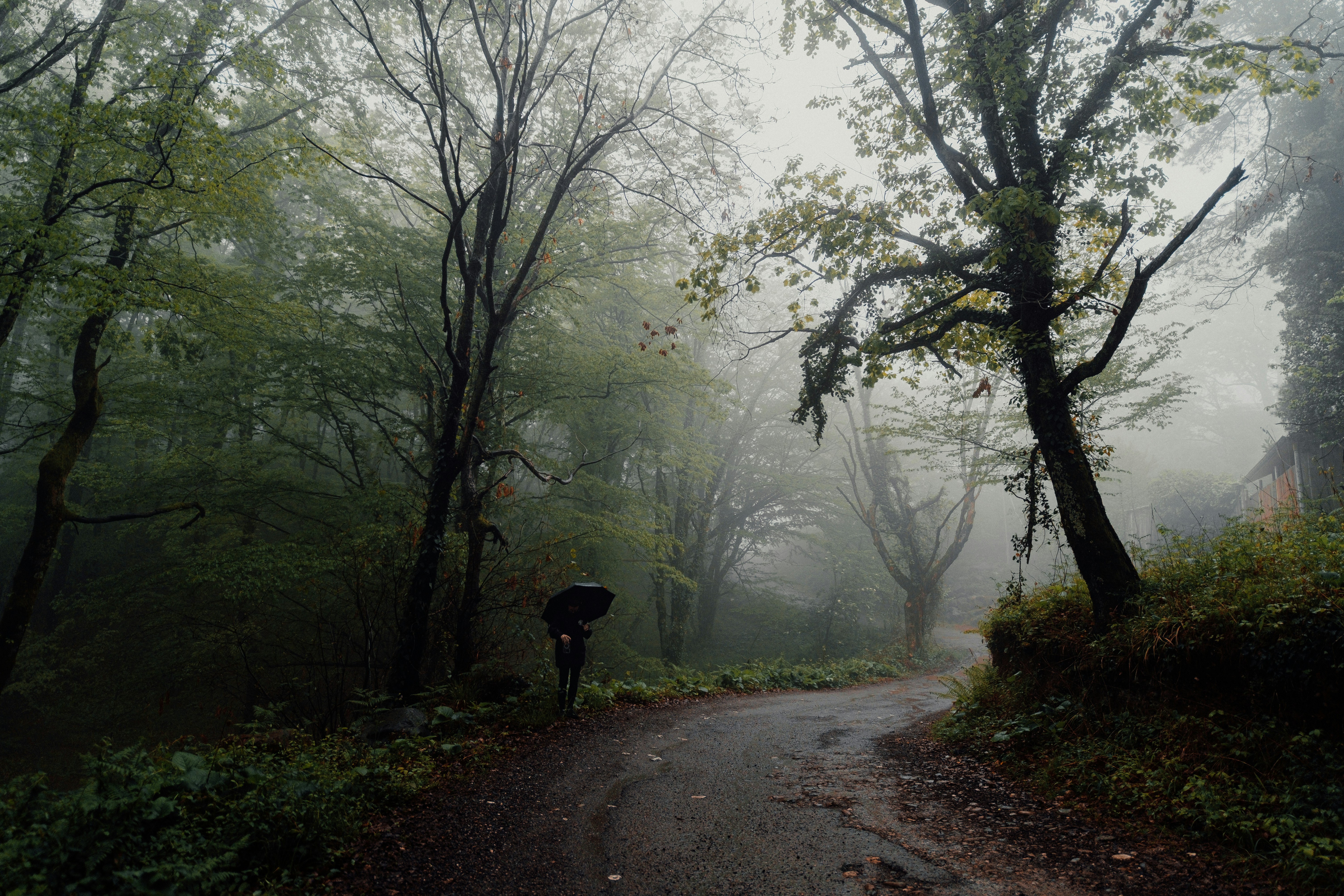 Mist-Laced Path: A Lone Figure Navigates the Veiled Forest