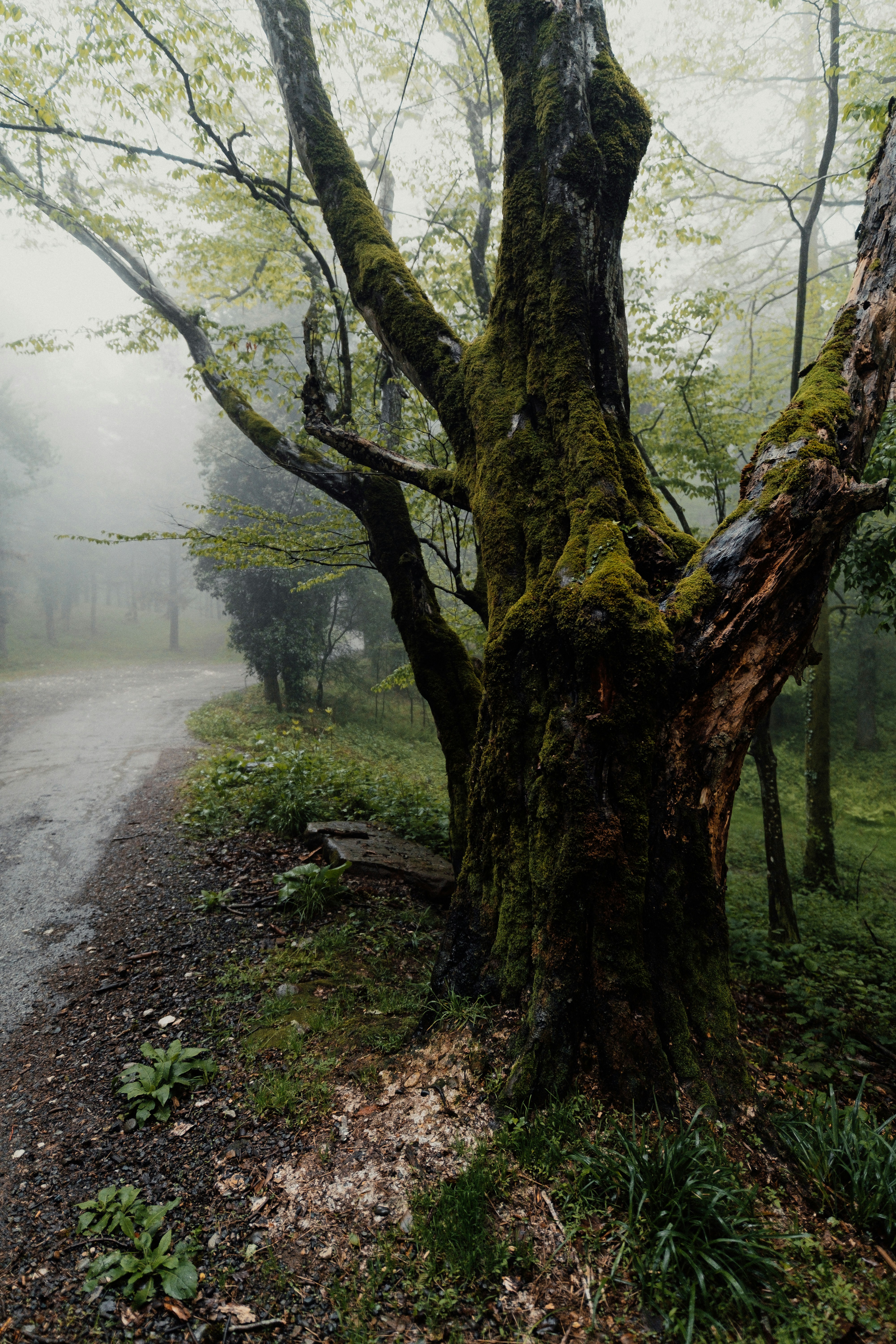Moss-Kissed Trunk in a Misty Park Dawn