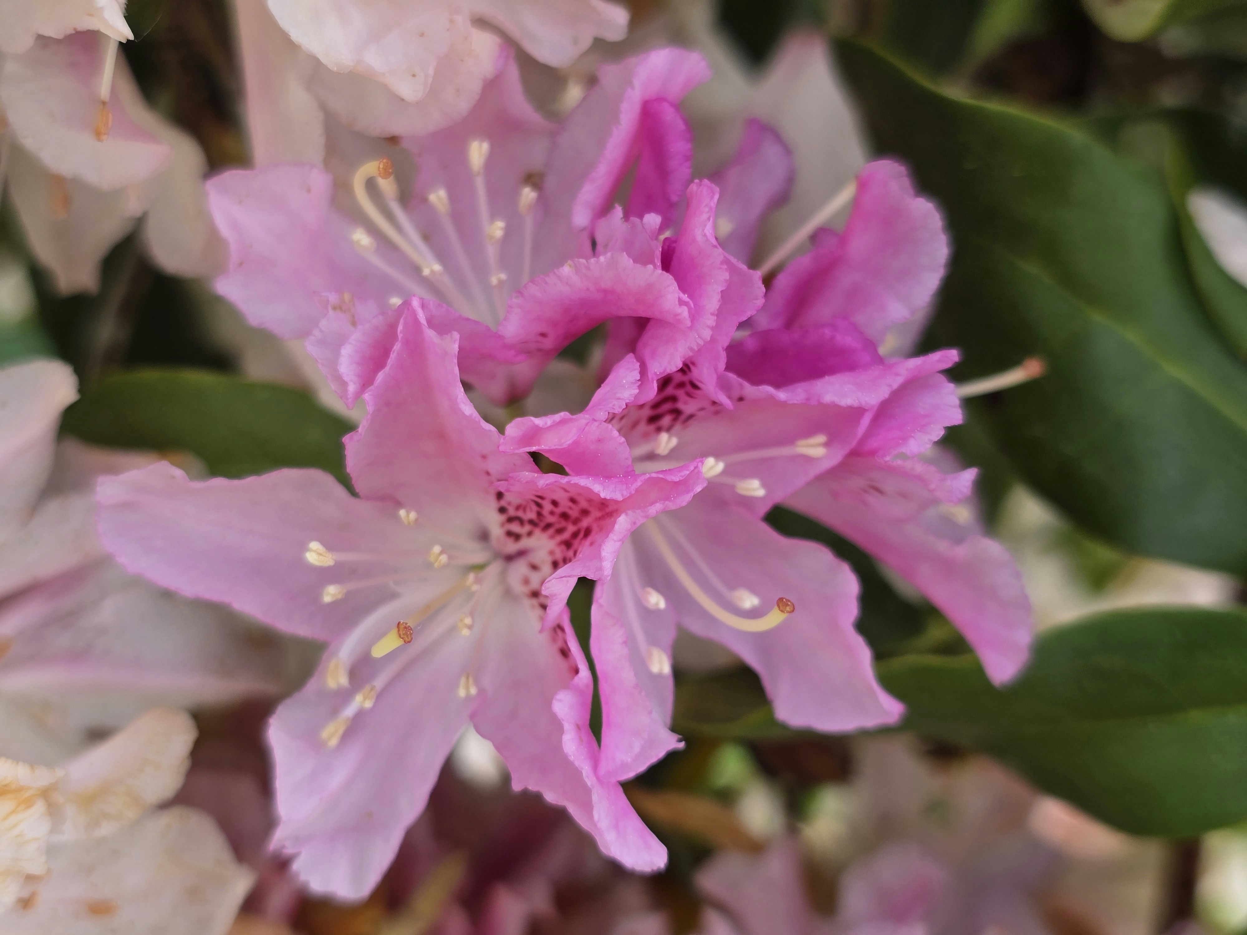 Pink Rhododendron Petals: A Close-Cropped Bloom in Soft Focus