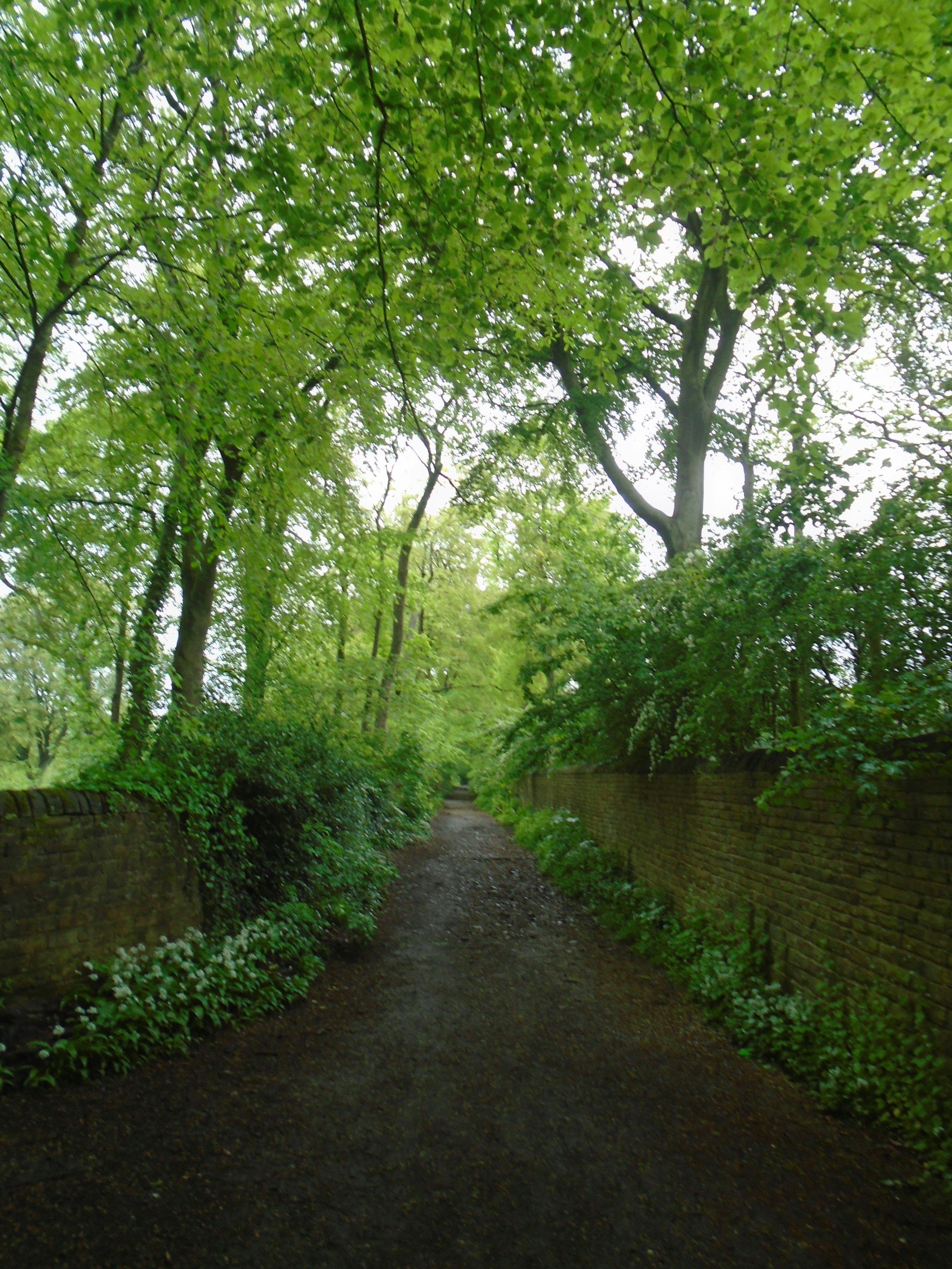 Green Corridor: A Narrow Path Through Whispering Walls