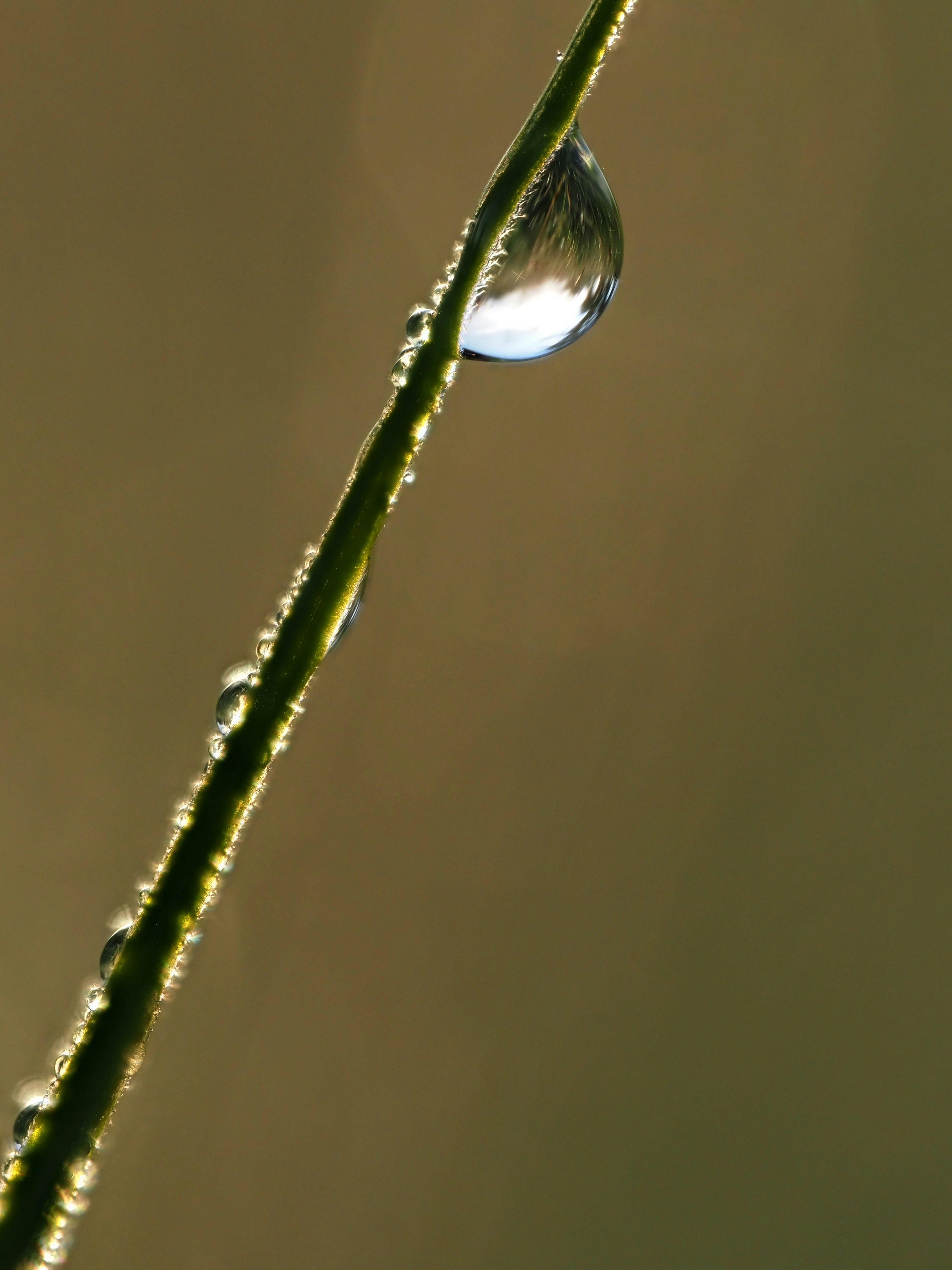 A Droplet Clings to a Blade in Quiet Morning Light