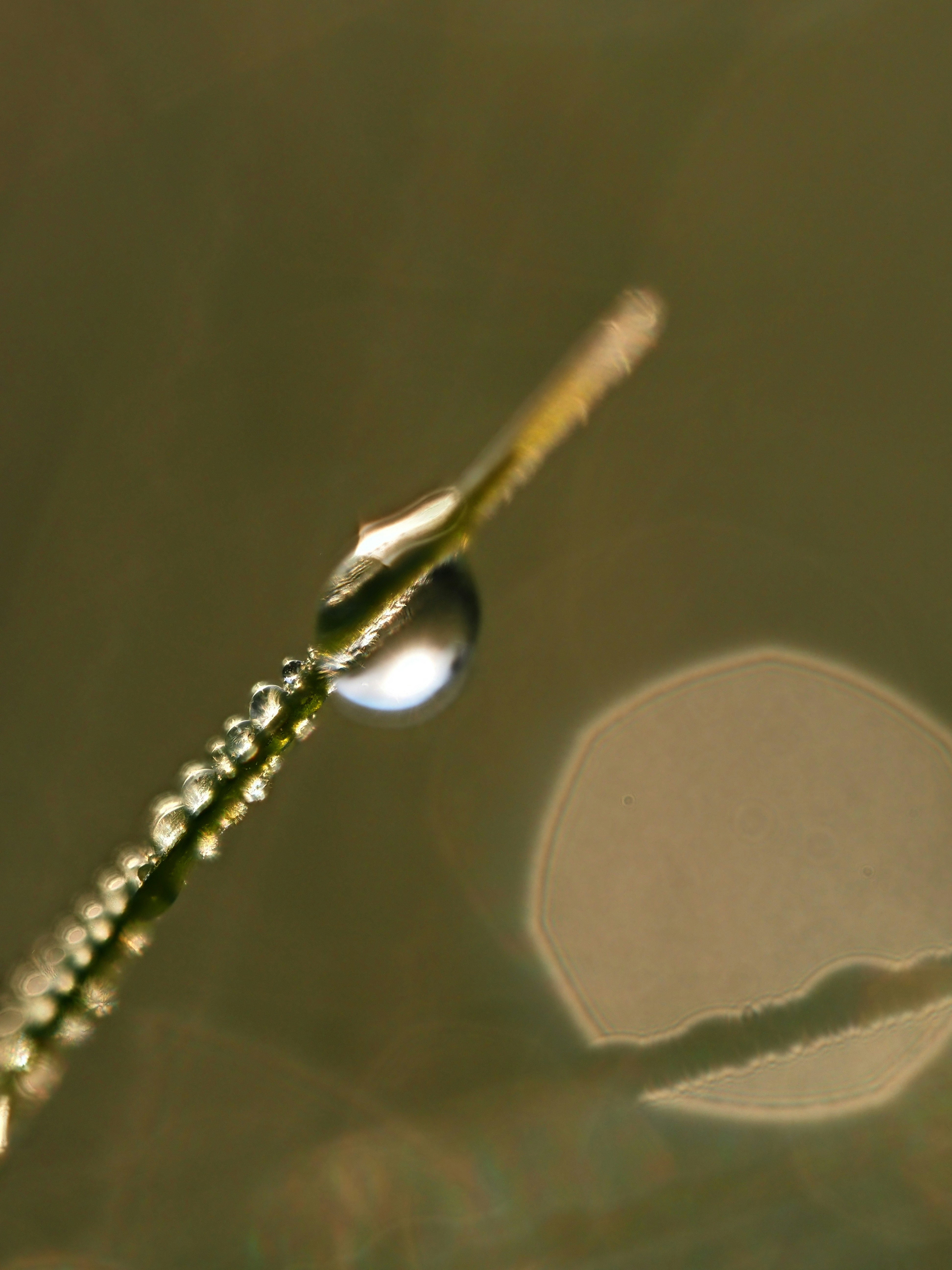 Dew-draped blade in a soft amber haze