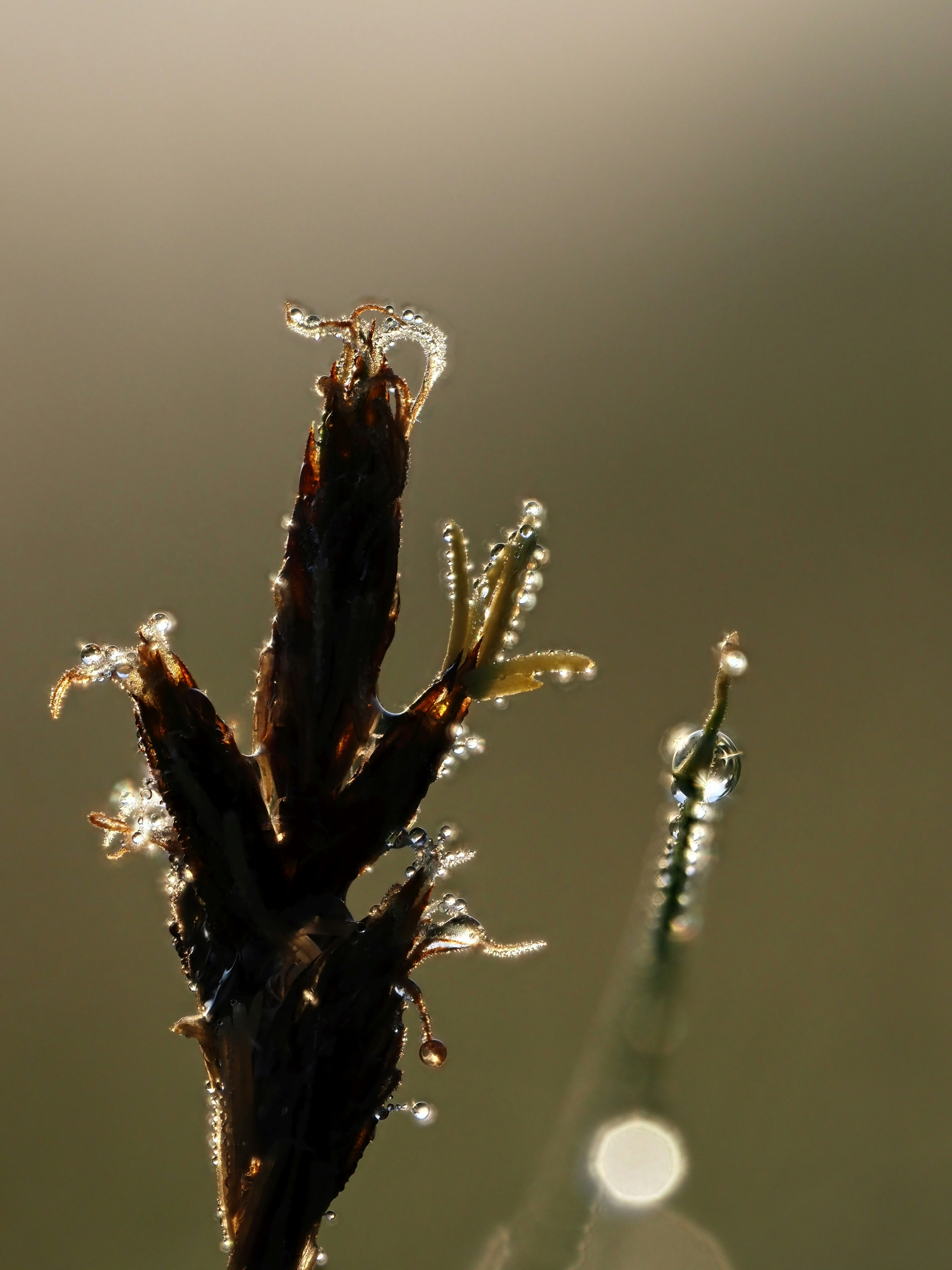 Dawn Dew on a Silhouetted Seed Head: Glassy Orbs and Frosted Edges