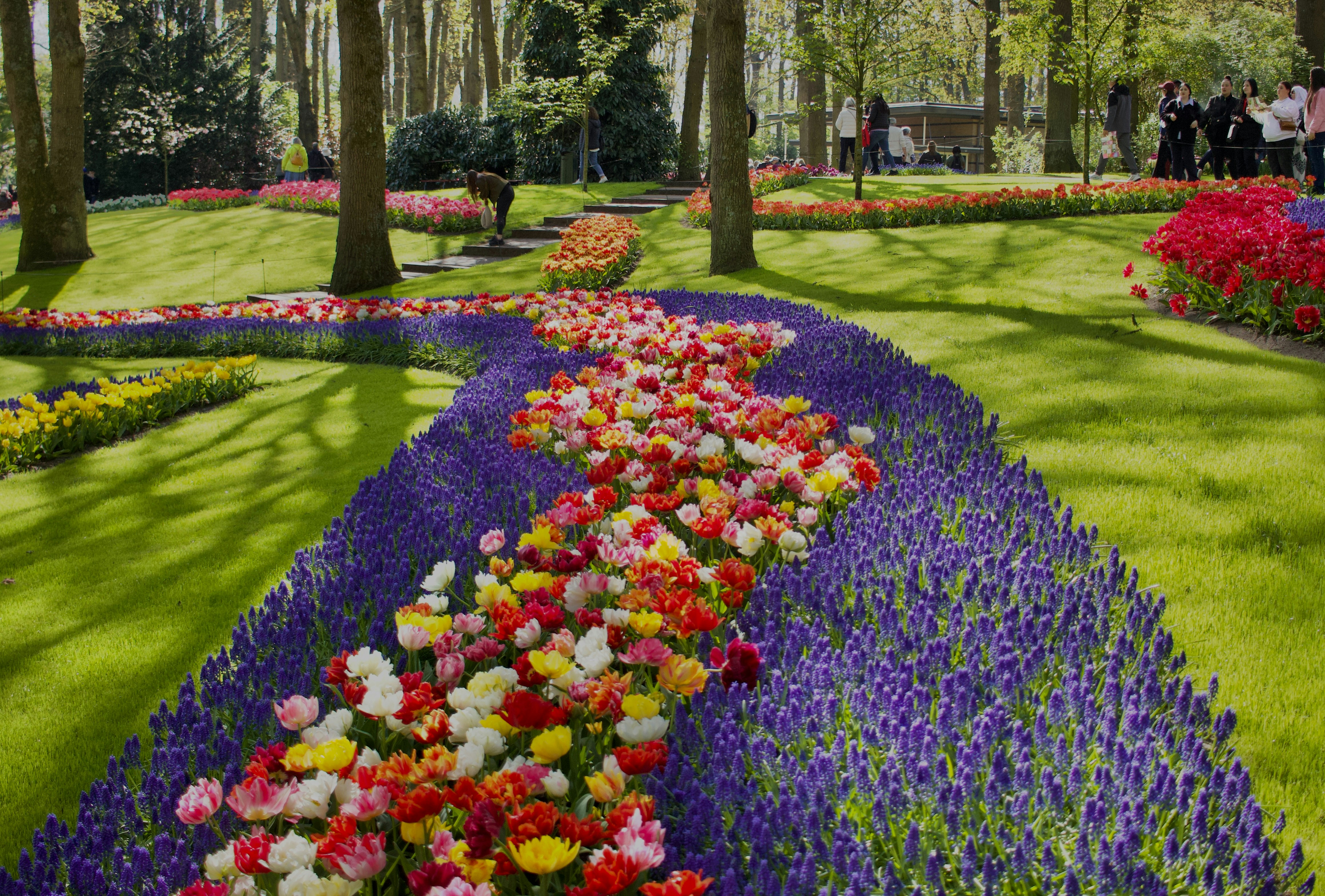Colorful Tulip Pathway Winding Through a Garden Terrace