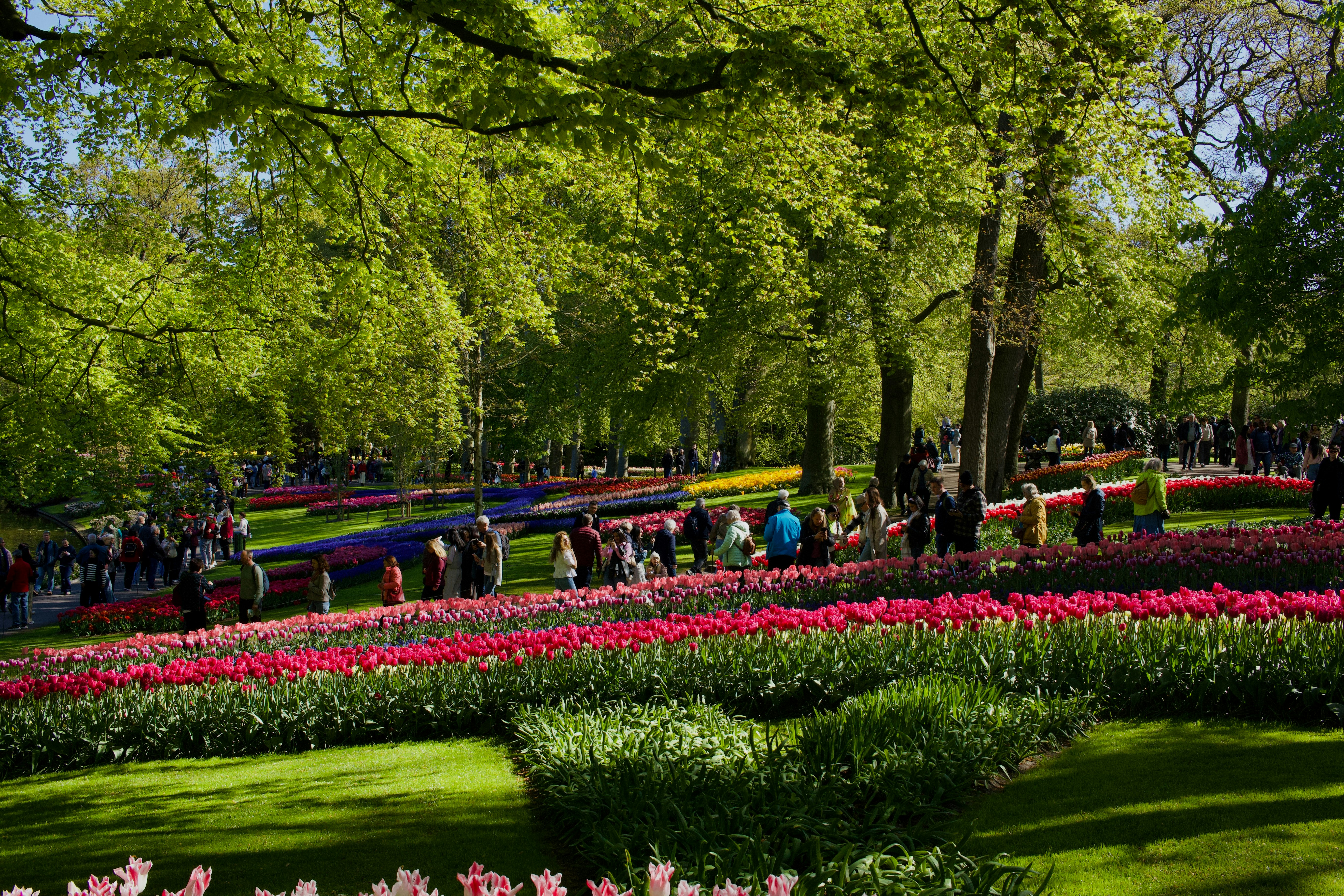 Colourful Tulip Avenue Under Woodland Canopy