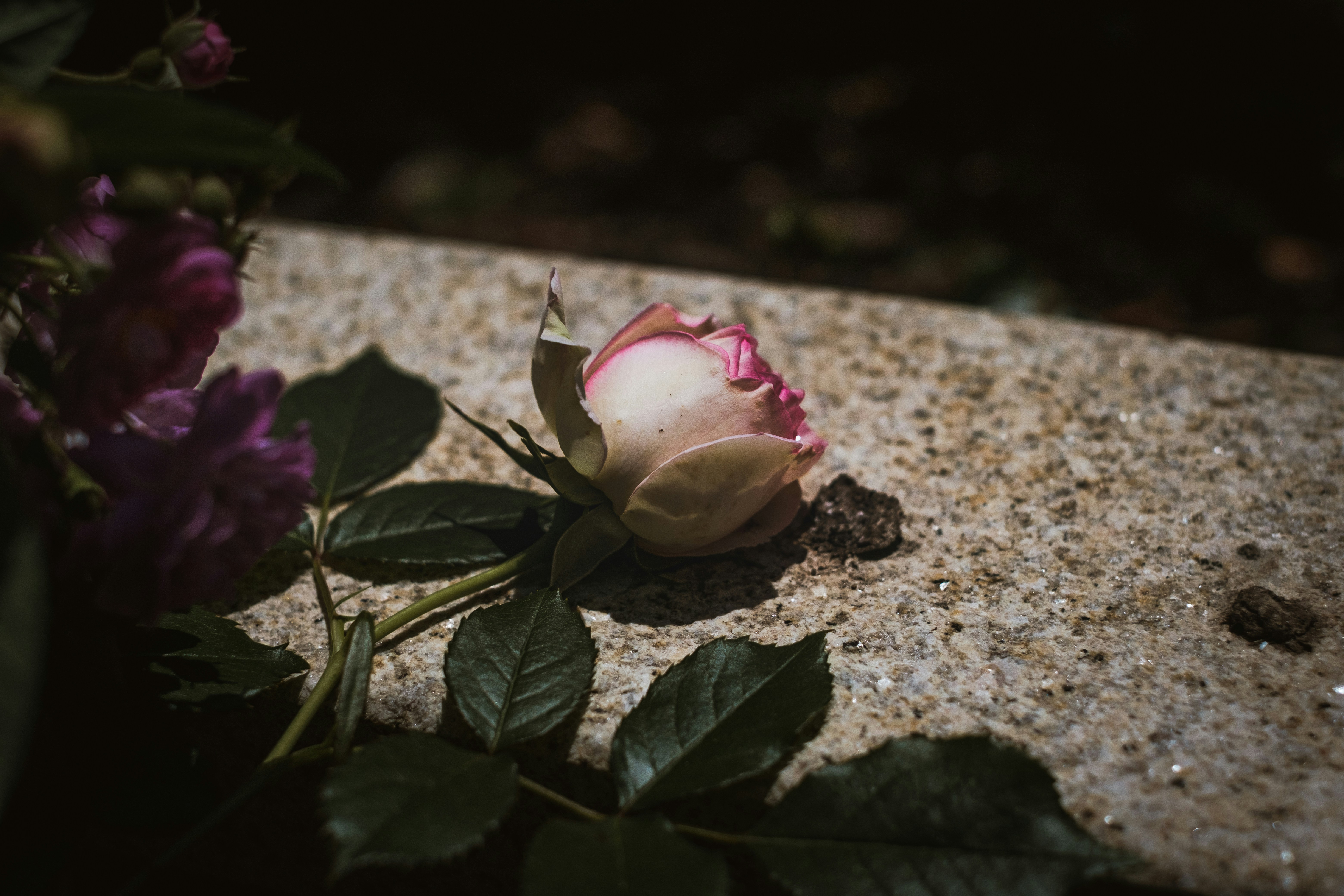 A solitary rose on sunlit stone, dawn's quiet bloom