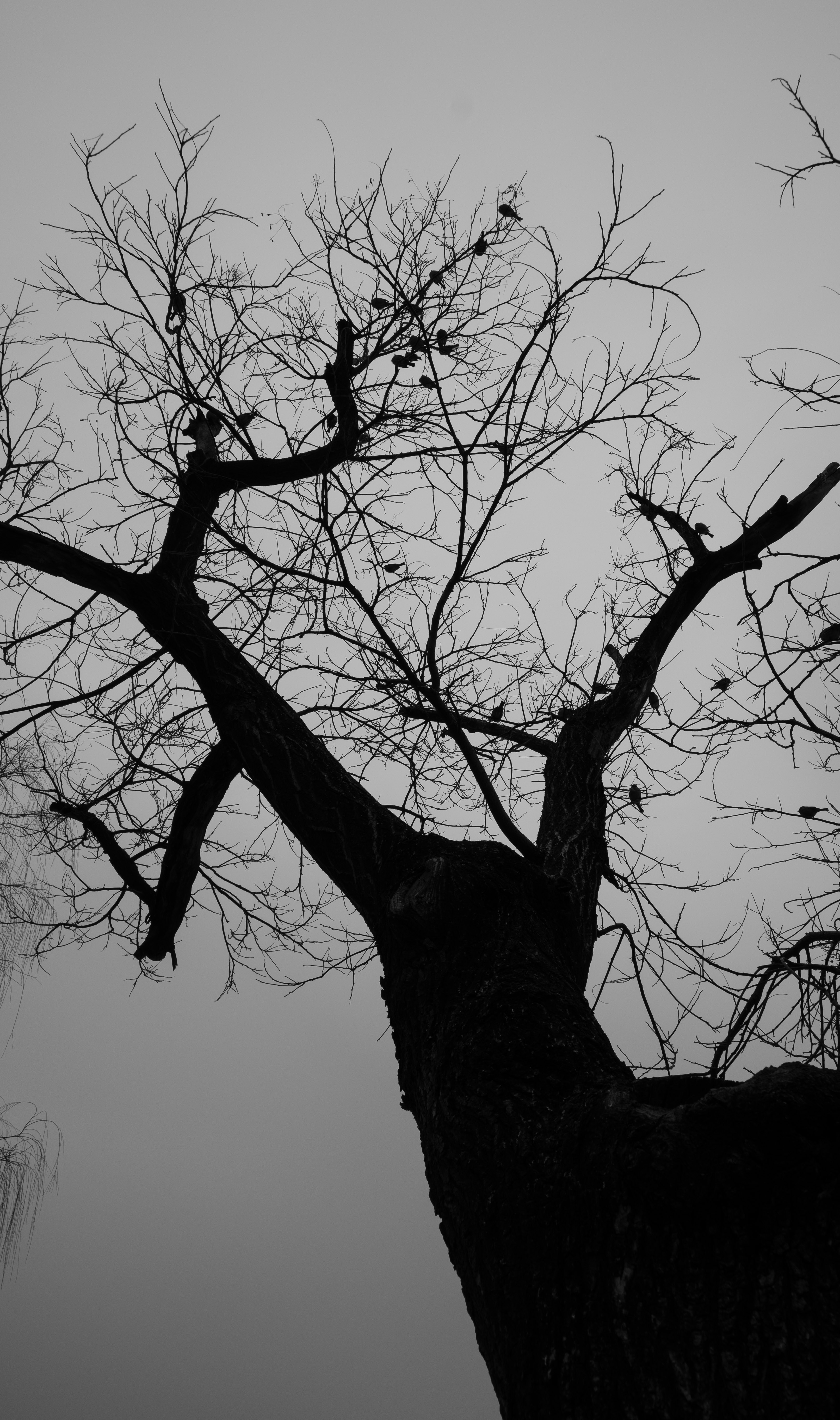 Bare Branches Reach: A Monochrome Tree Silhouette Against the Sky