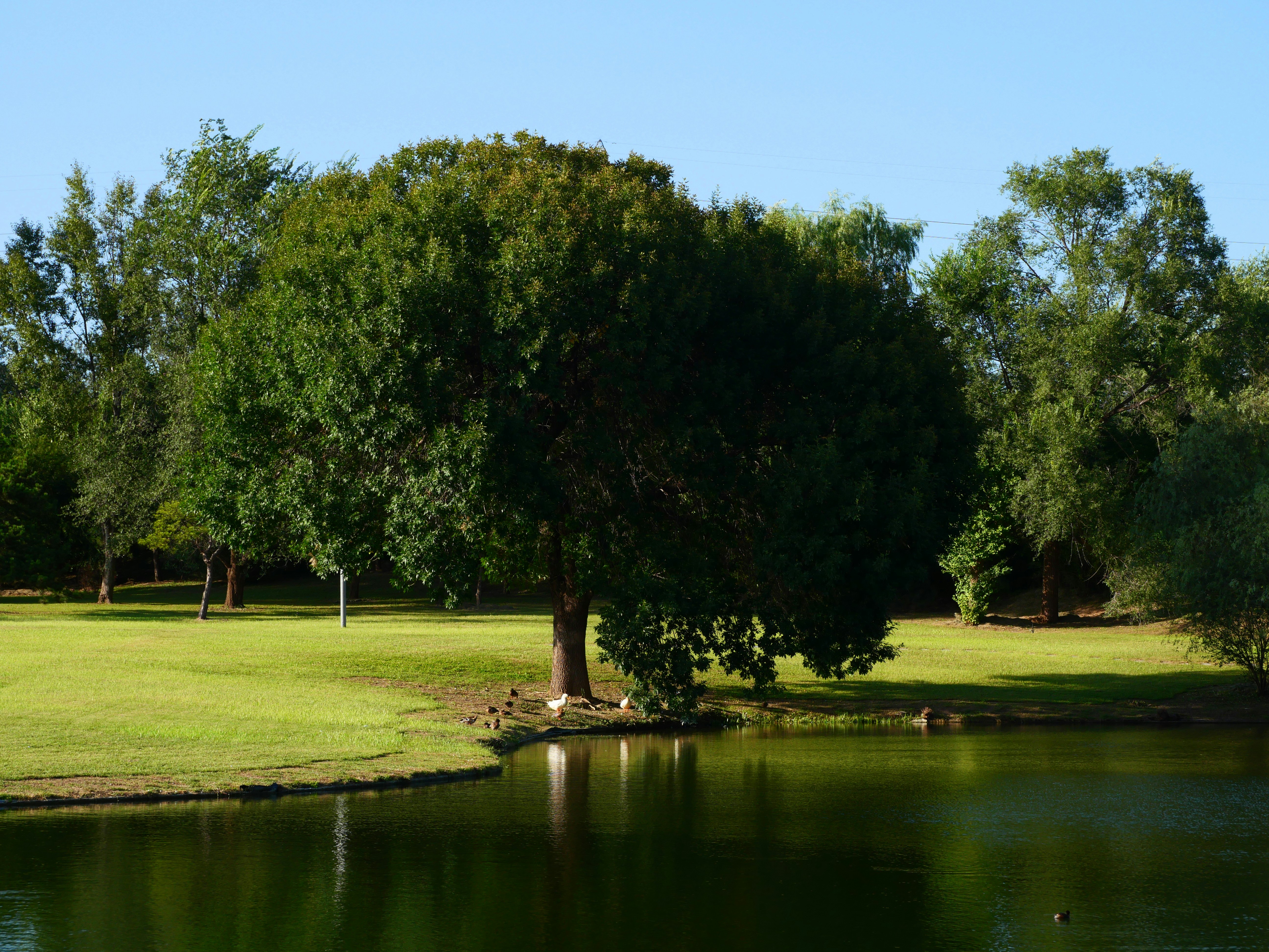 Sunlit Park: A Quiet Riverside Vista Under a Canopy of Green