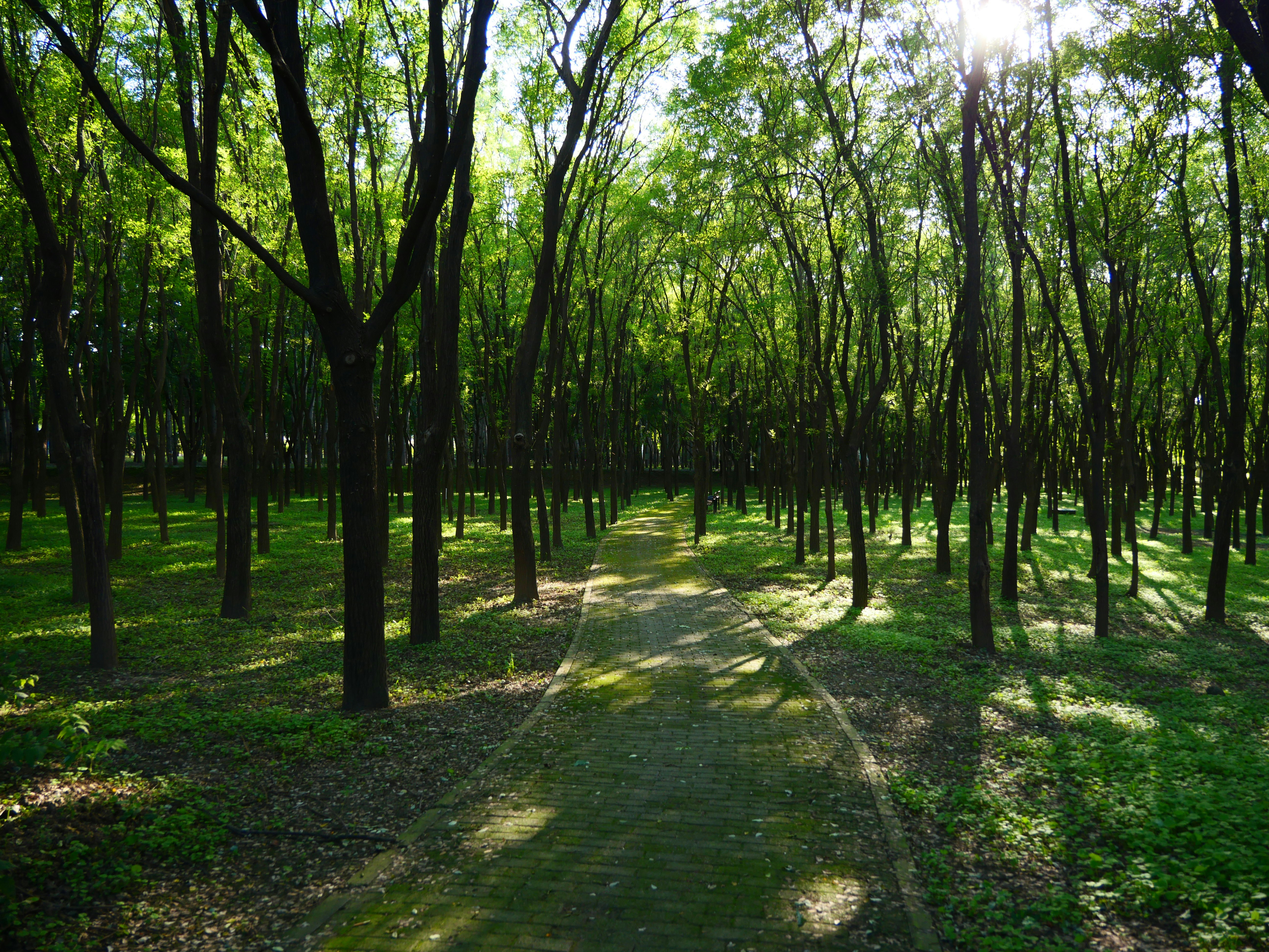 Sunlit Path Through a Quiet Orchard of Linden-like Trees