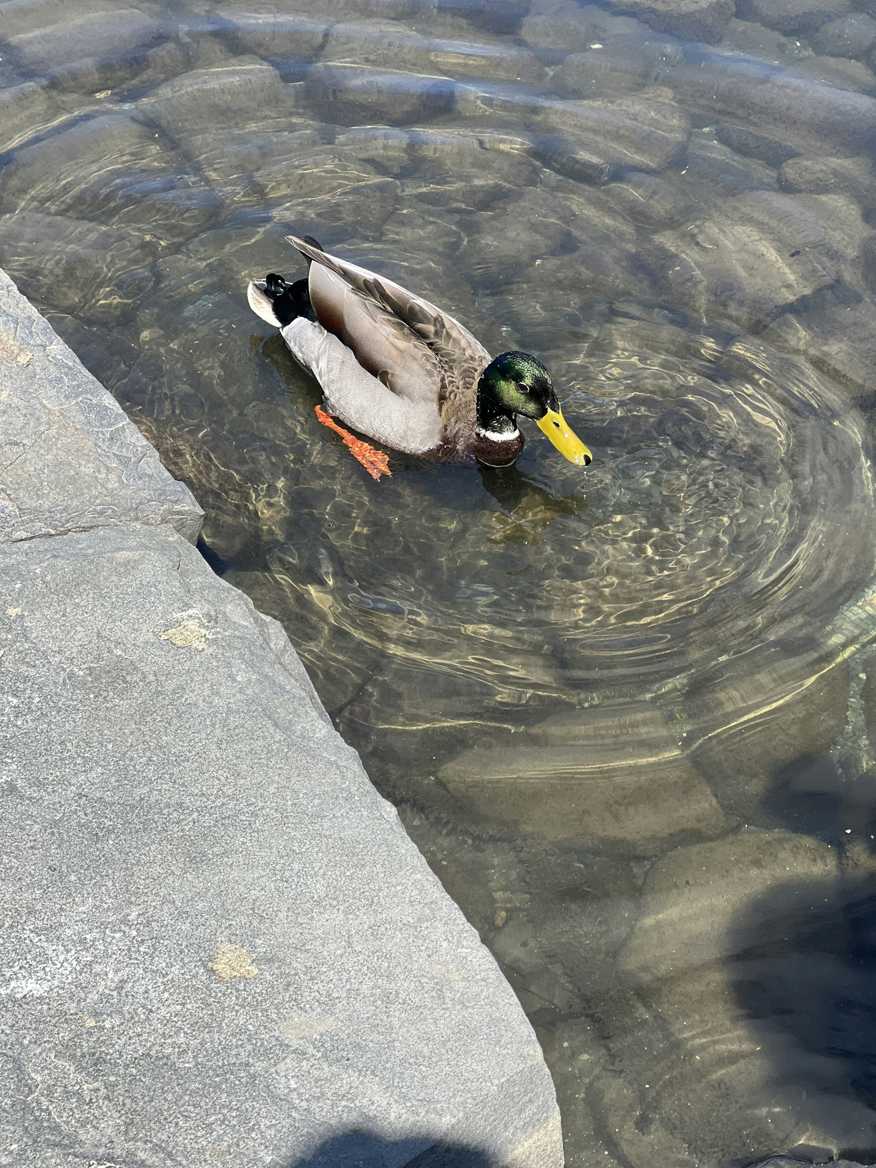 Green-eyed Explorer: A Mallard Navigates Quiet Waters