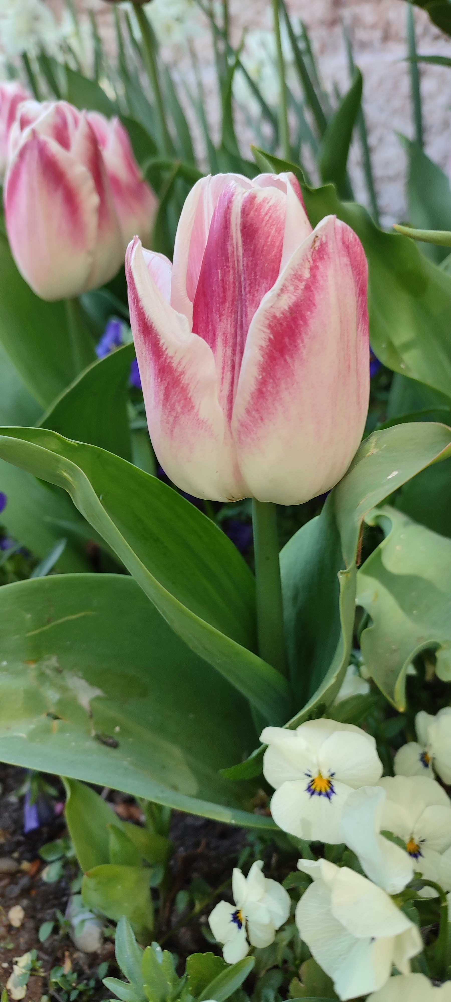 Pink-tipped Tulip Centerstage in a Garden Mosaic