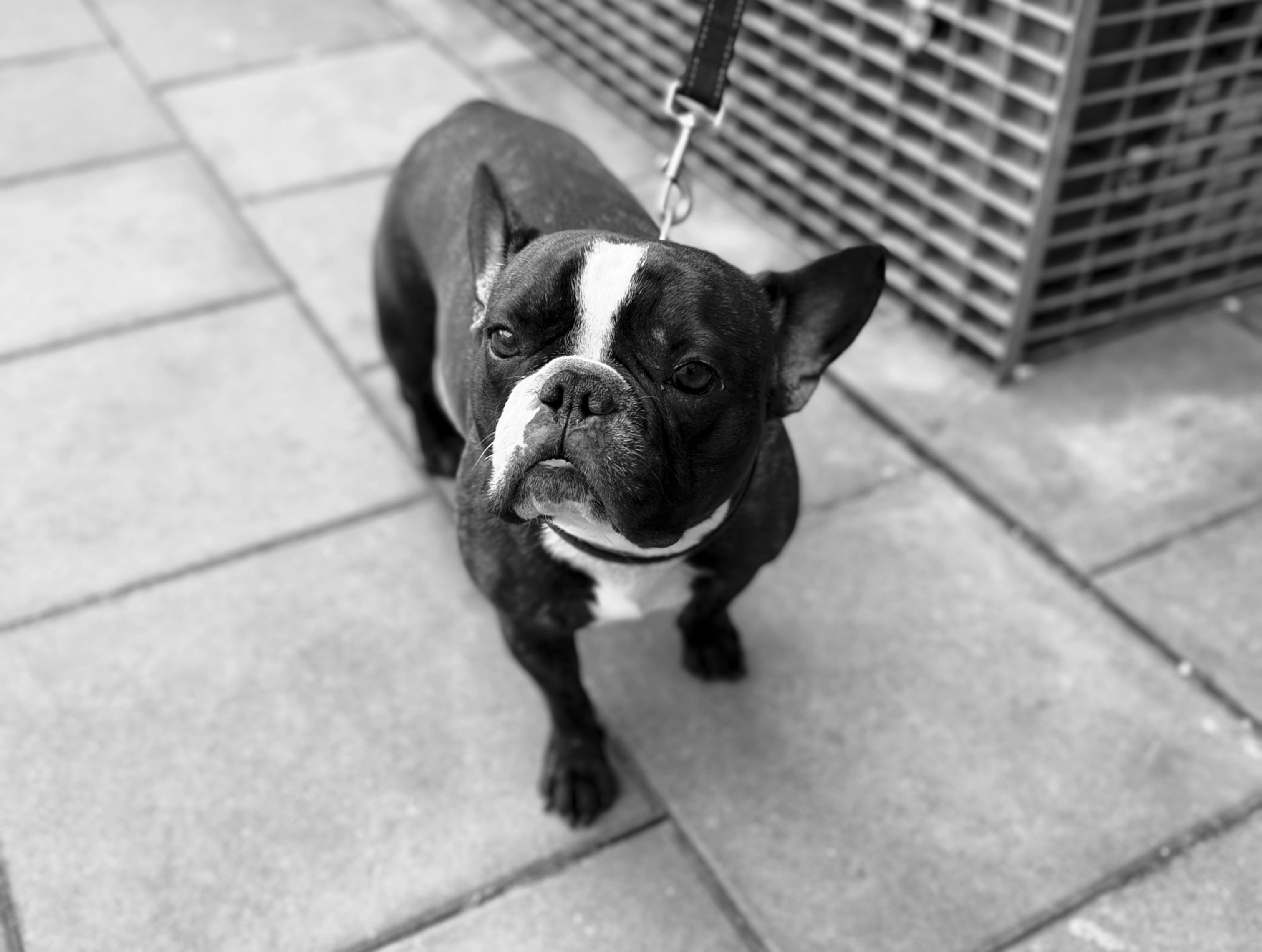 Curious Boston Terrier Surrounded by Urban Tiles