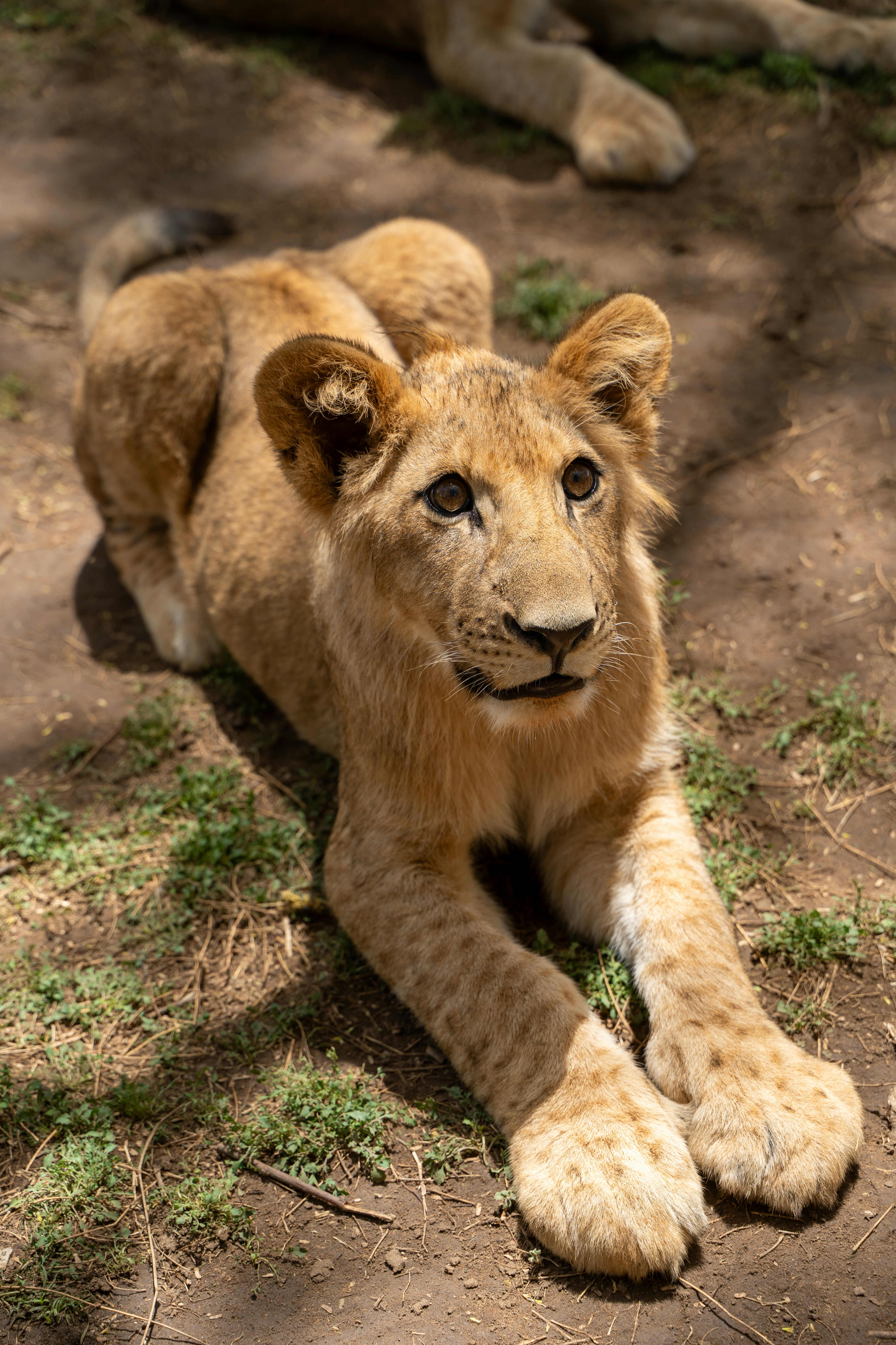 Lion Cub in Focus: The Curious Gaze Across Sunlit Ground