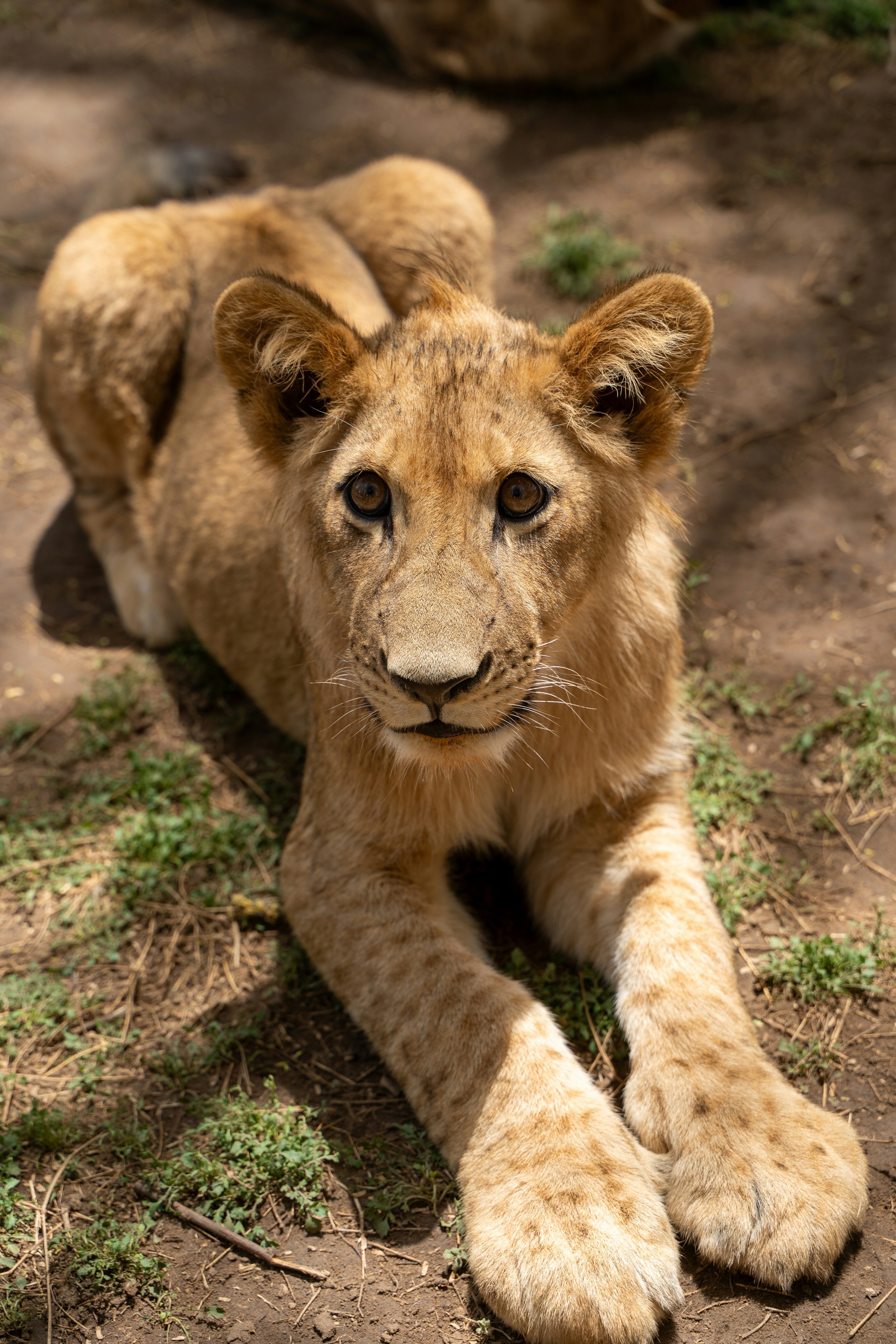 Rookie King: A Lion Cub's Direct Gaze