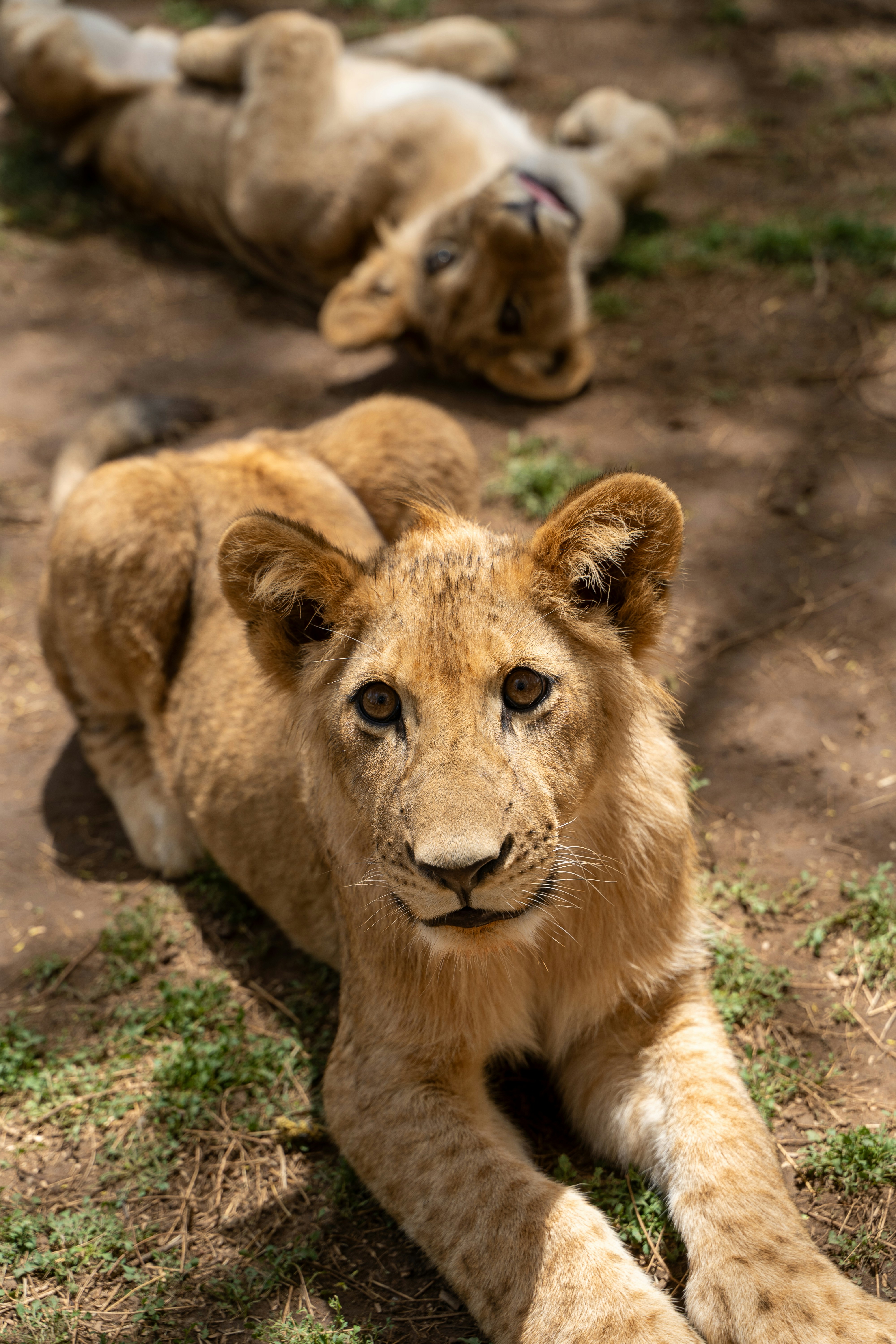 Lions at Rest: A Mother’s Gaze Amid Sunlit Dust