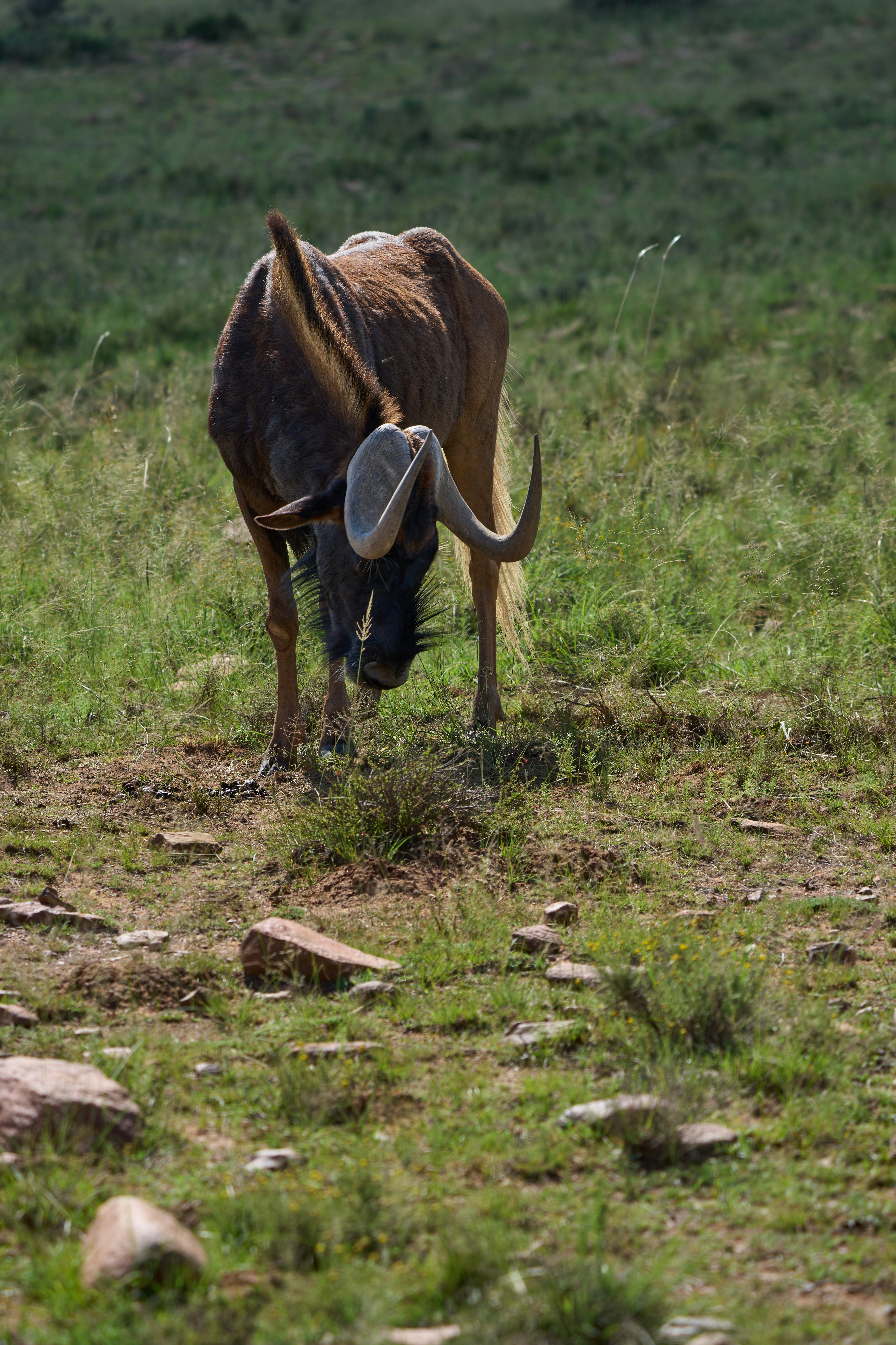Gnu grazing among rocky, sunlit grassland with scattered stones and sparse vegetation.