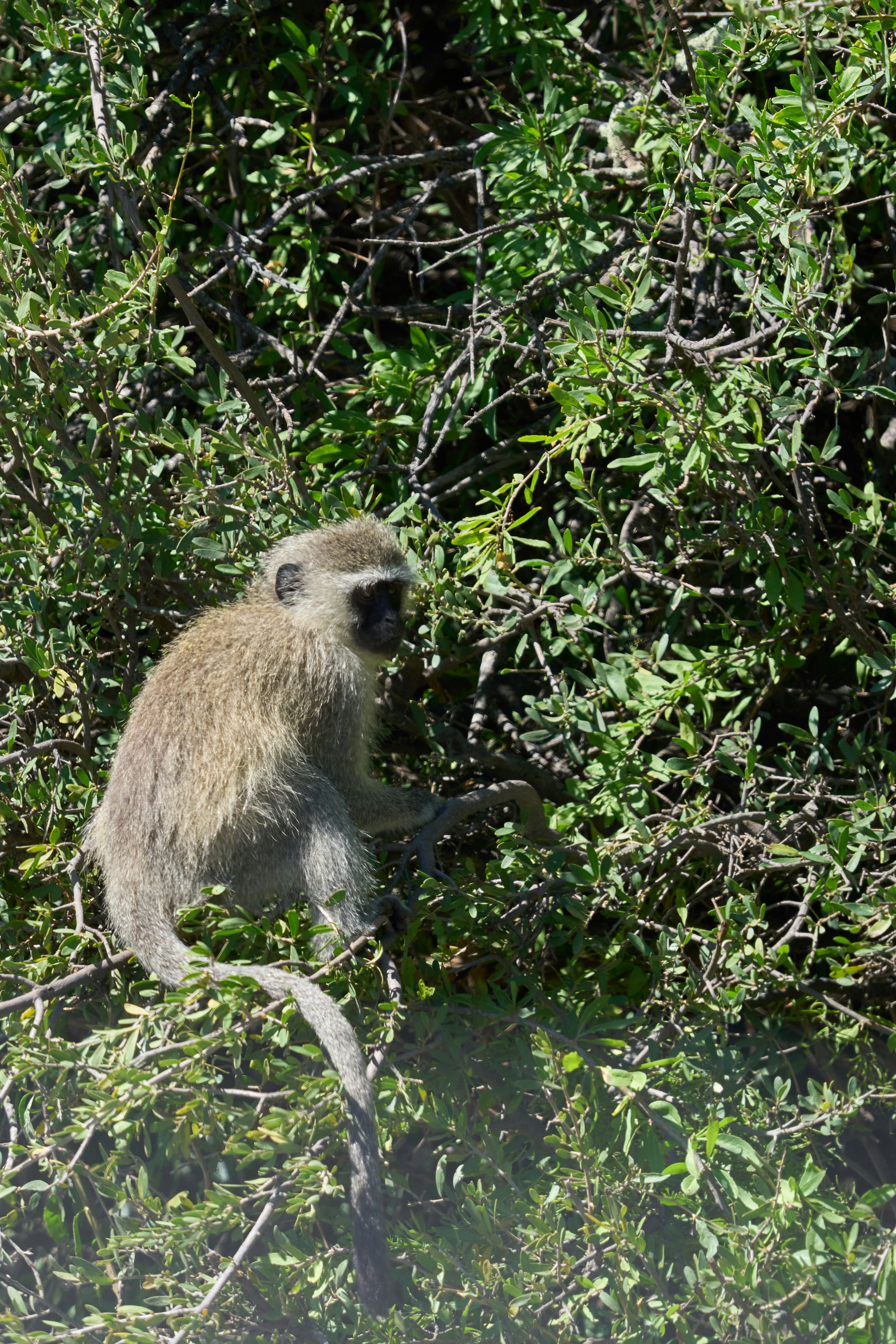 Young Baboon Amid Dense Greenery: A Curious Moment in Sunlit Foliage