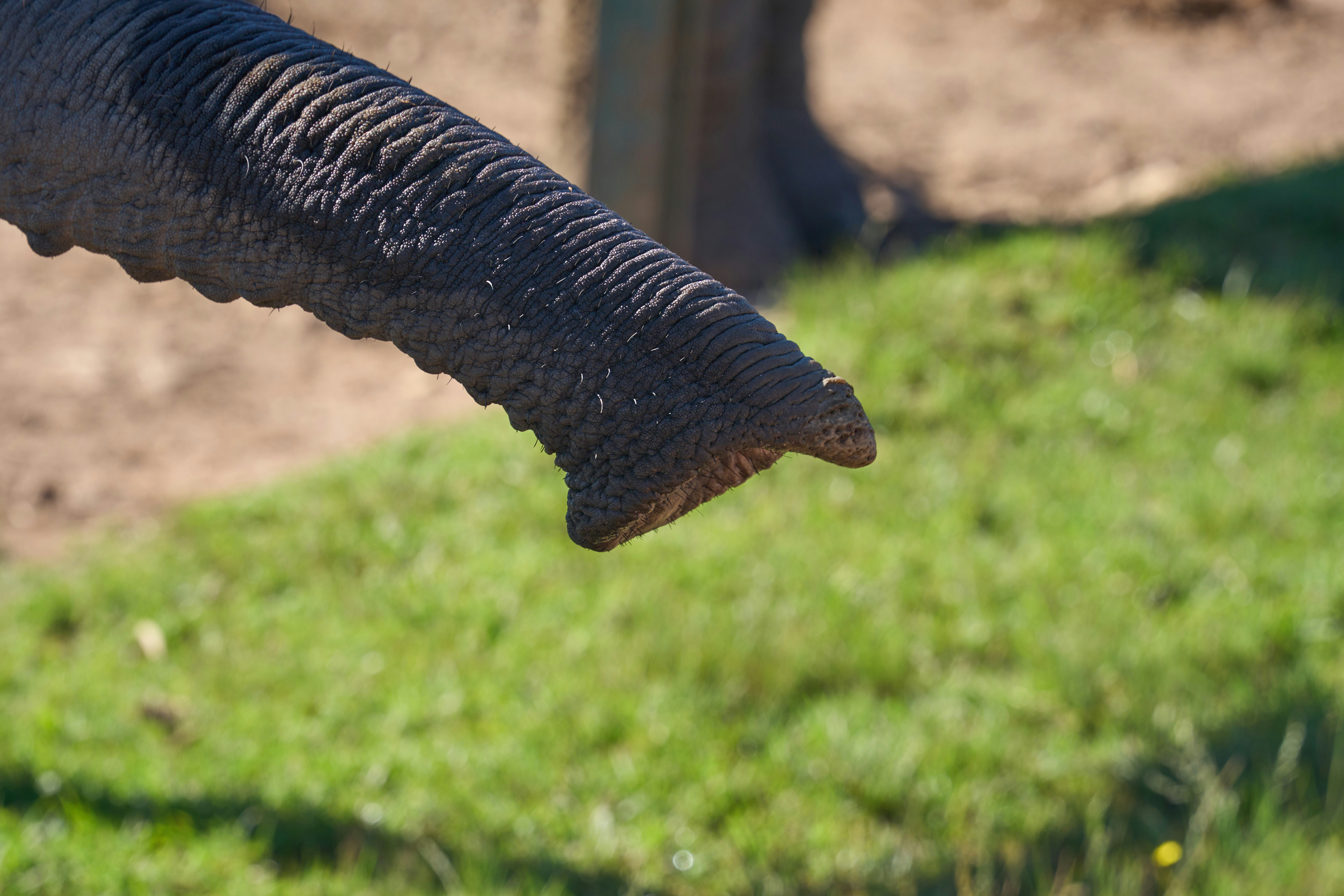 A Gentle Slope of Imagination: The Trunk of a Safari Giant Reaches Toward Green Light