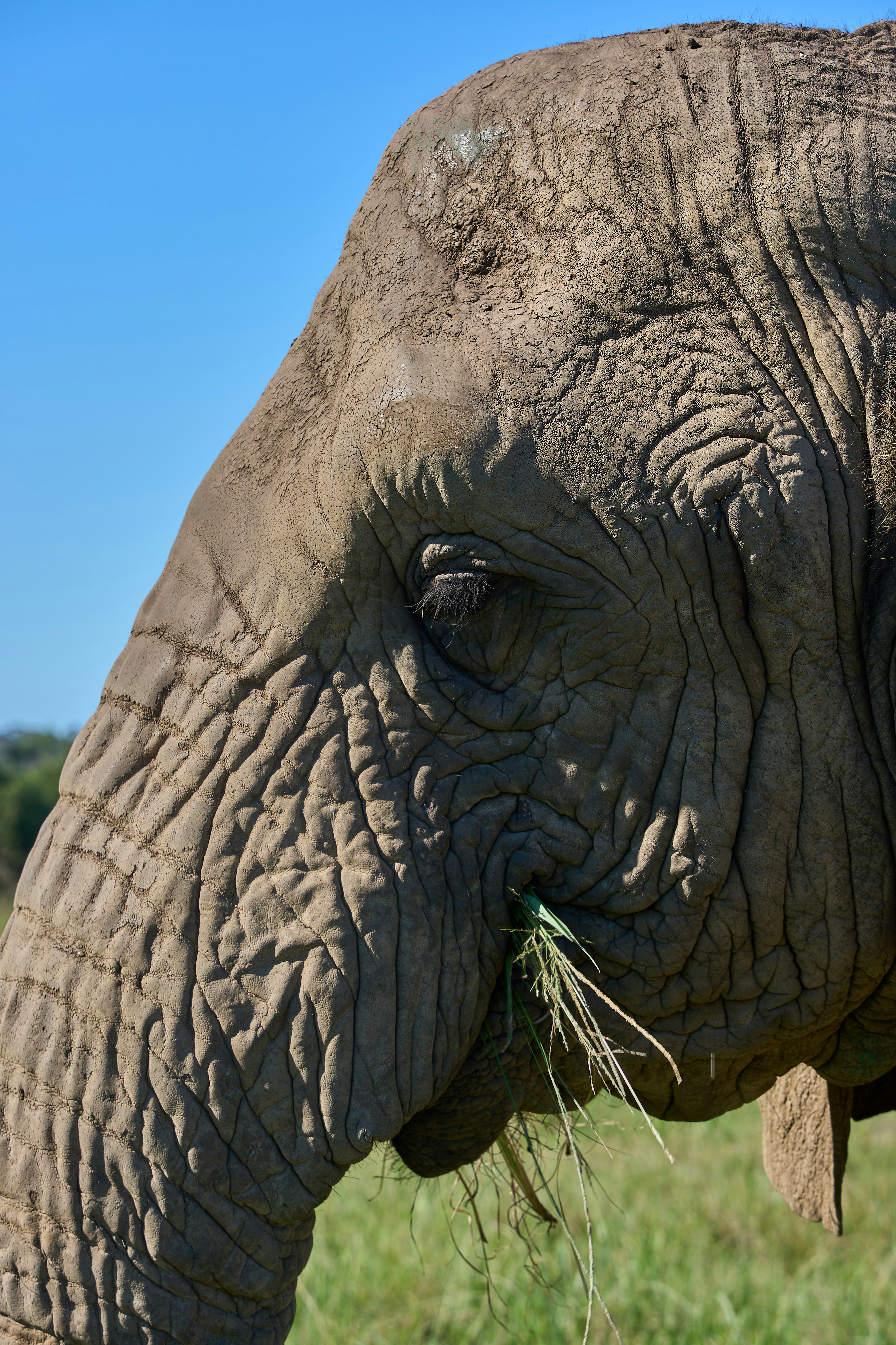 Close-up of a calm elephant's eye and textured skin in bright sun