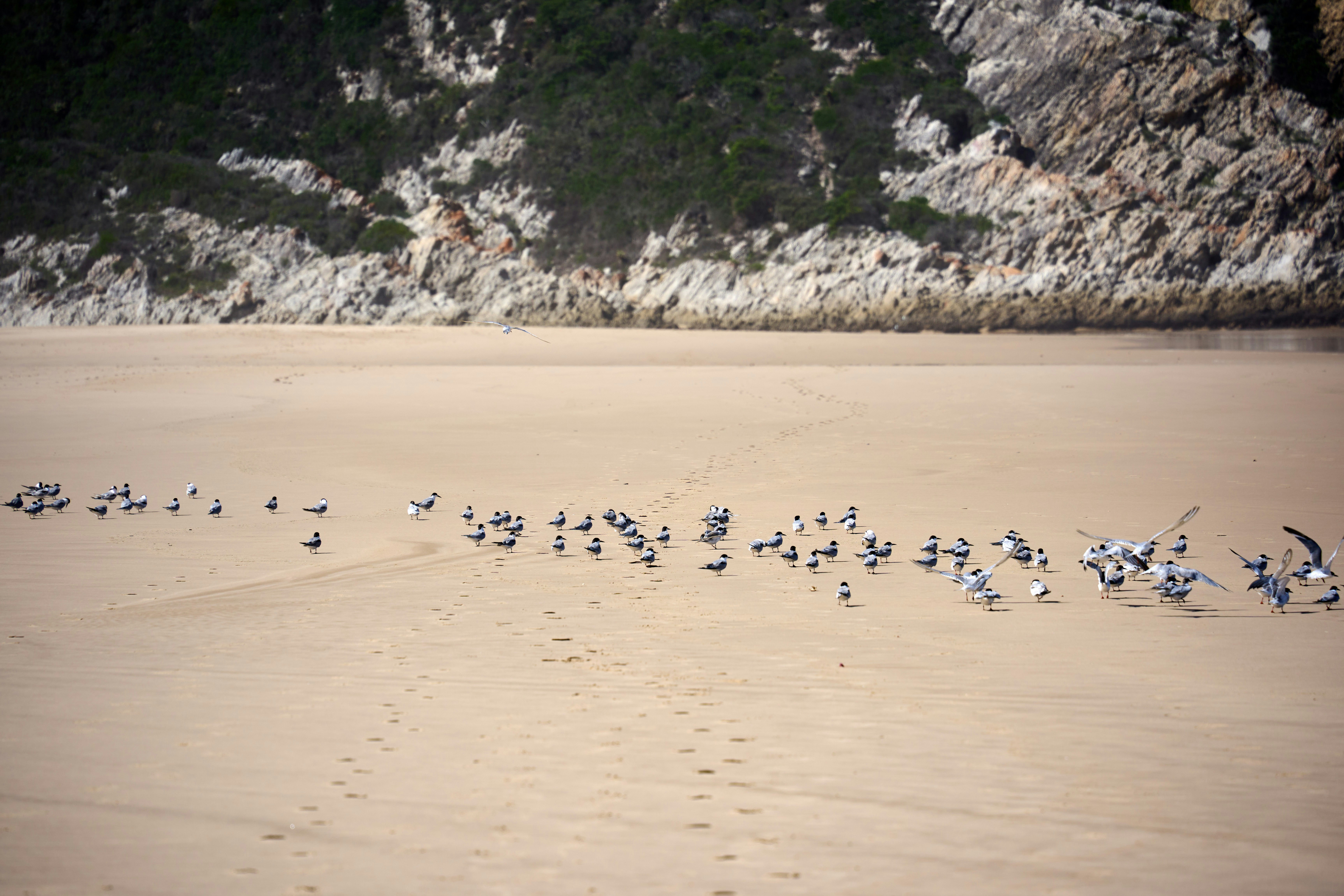 Seabirds on the Quiet Shoreline