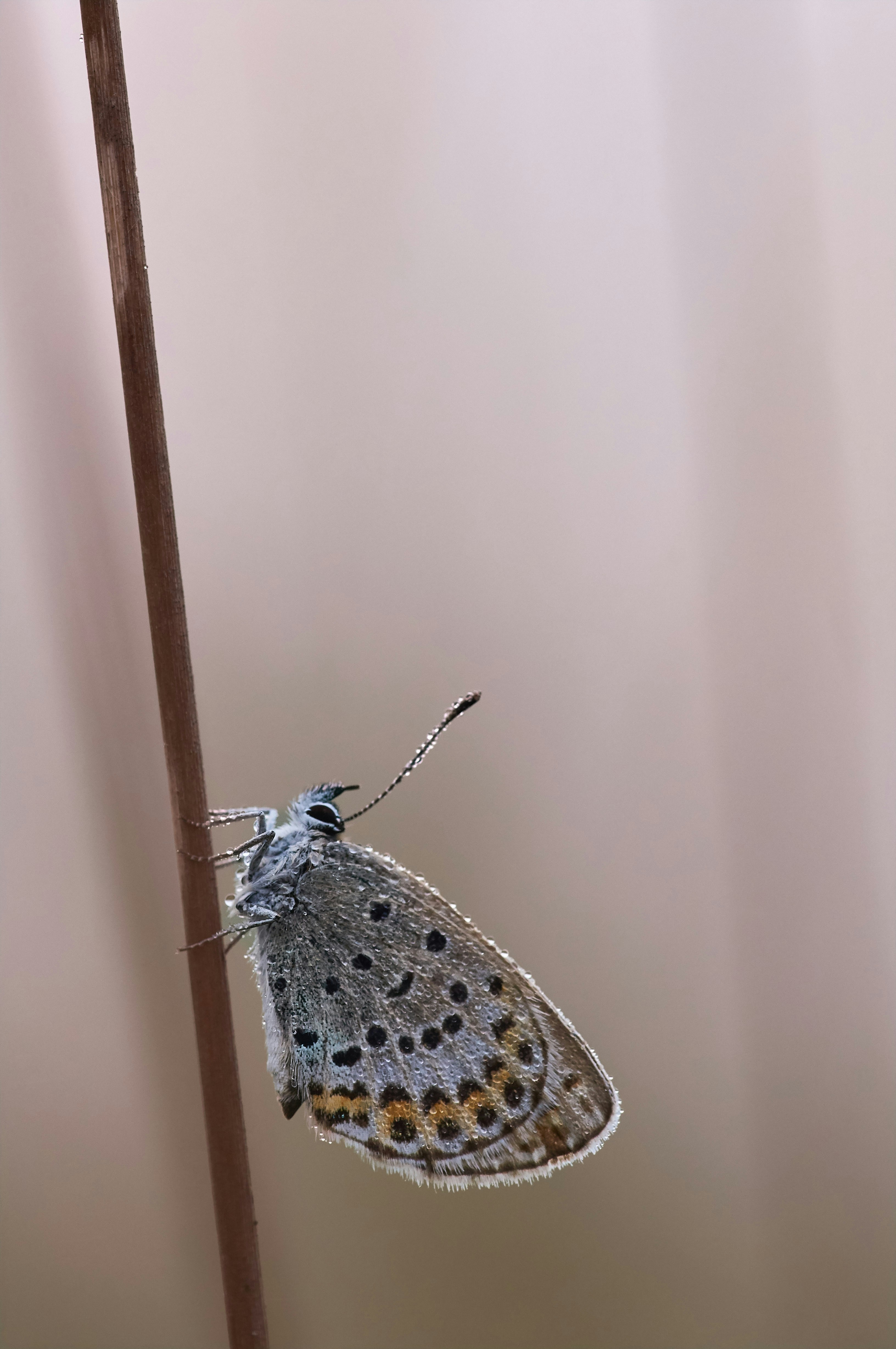 Silent Climber: A Frosted Blue Polyommatus on a Stem