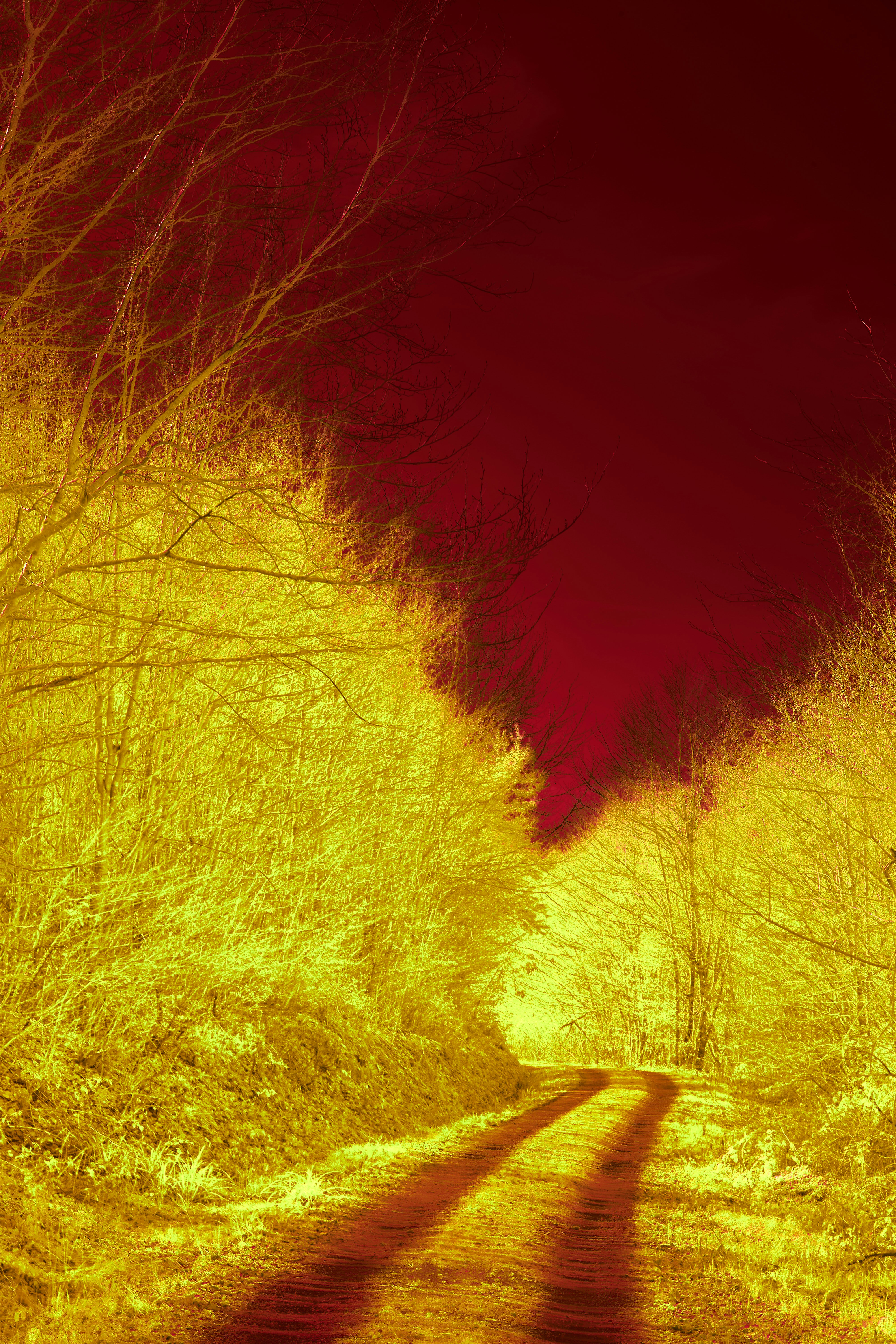 Deserted Road Through a Gilded Forest