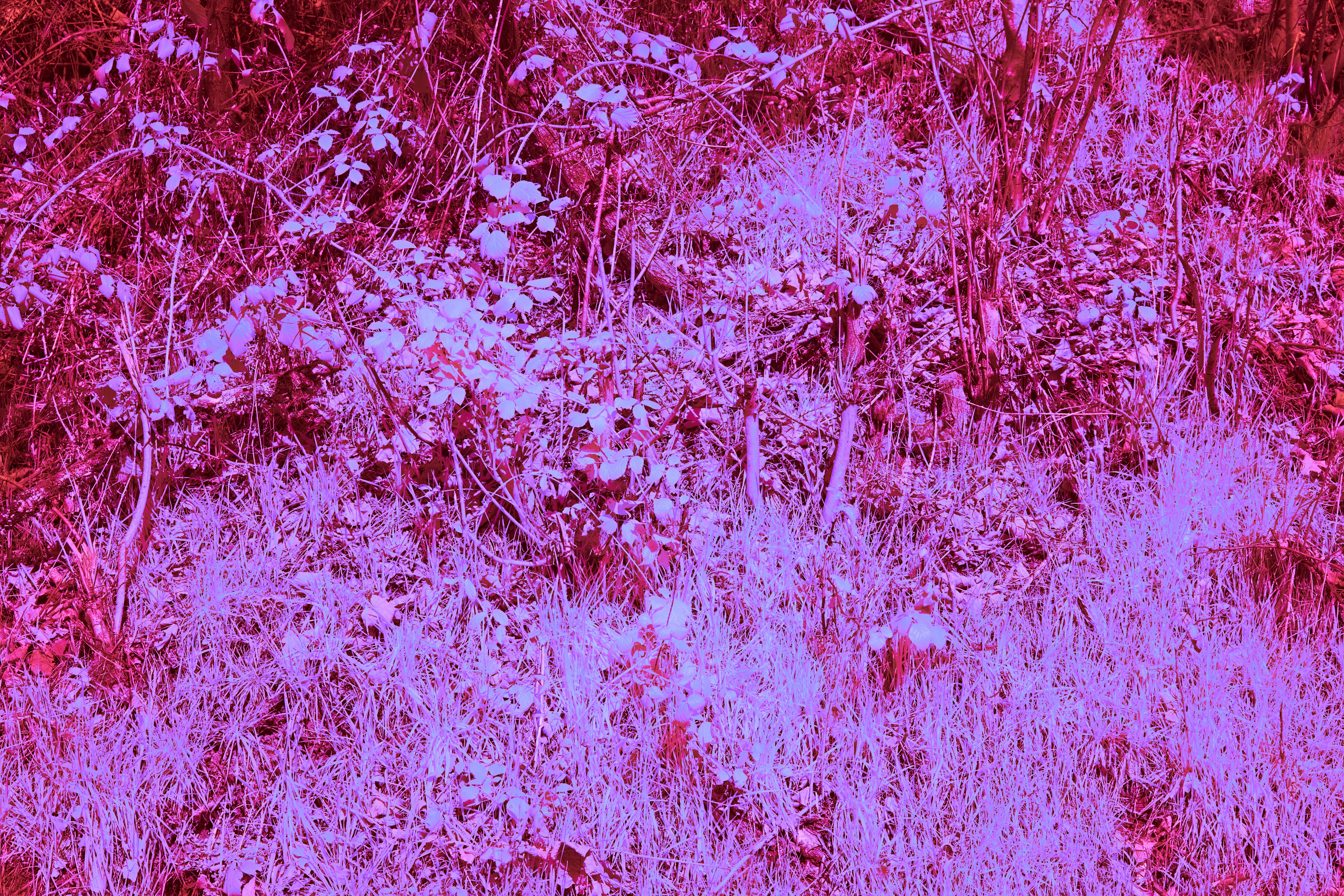 Vibrant Underbrush: A Magenta Jungle in Dusk-Lit Tone