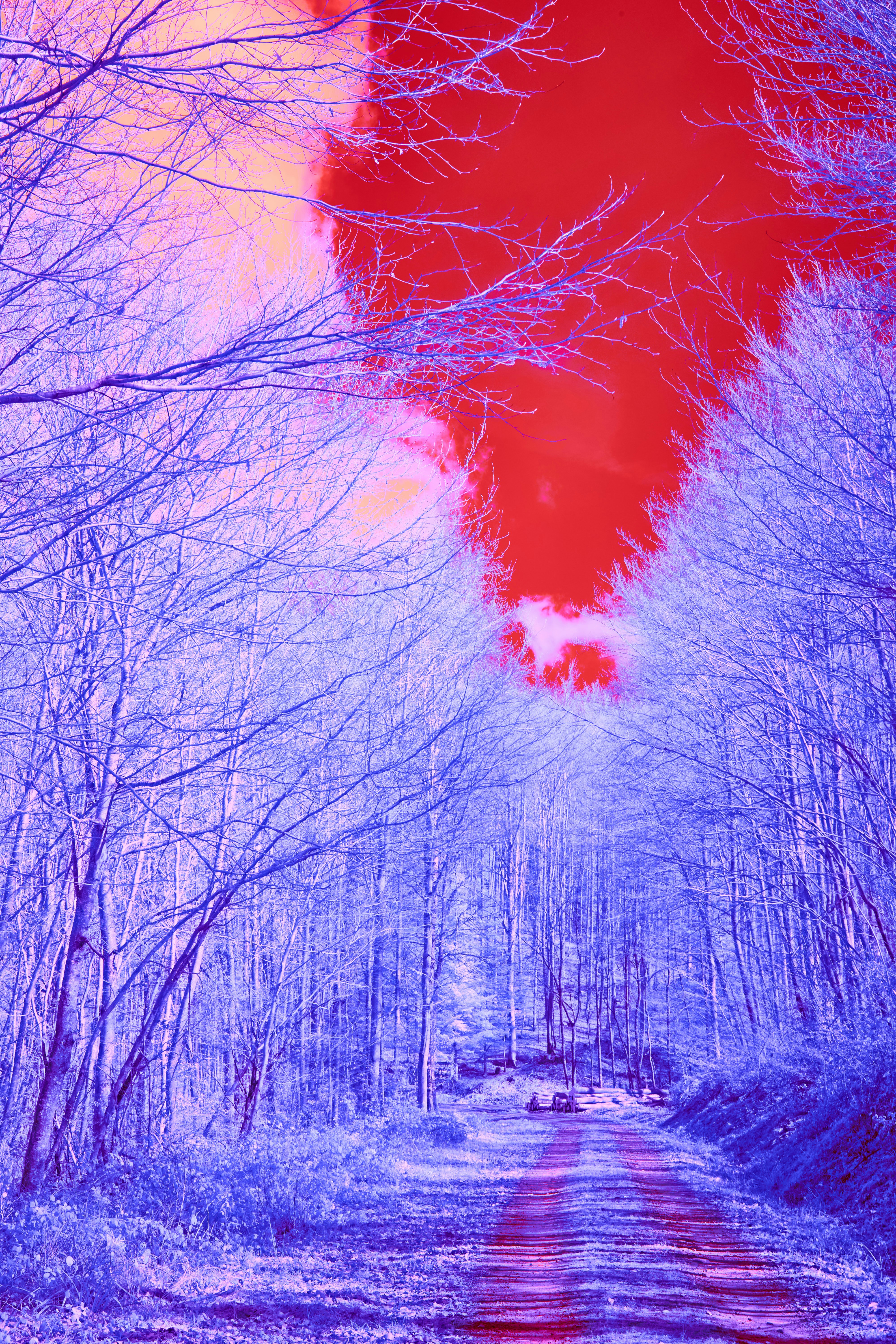 Infrared Forest Tunnel: A Distant Red Sky Over Blue-Lattice Trees