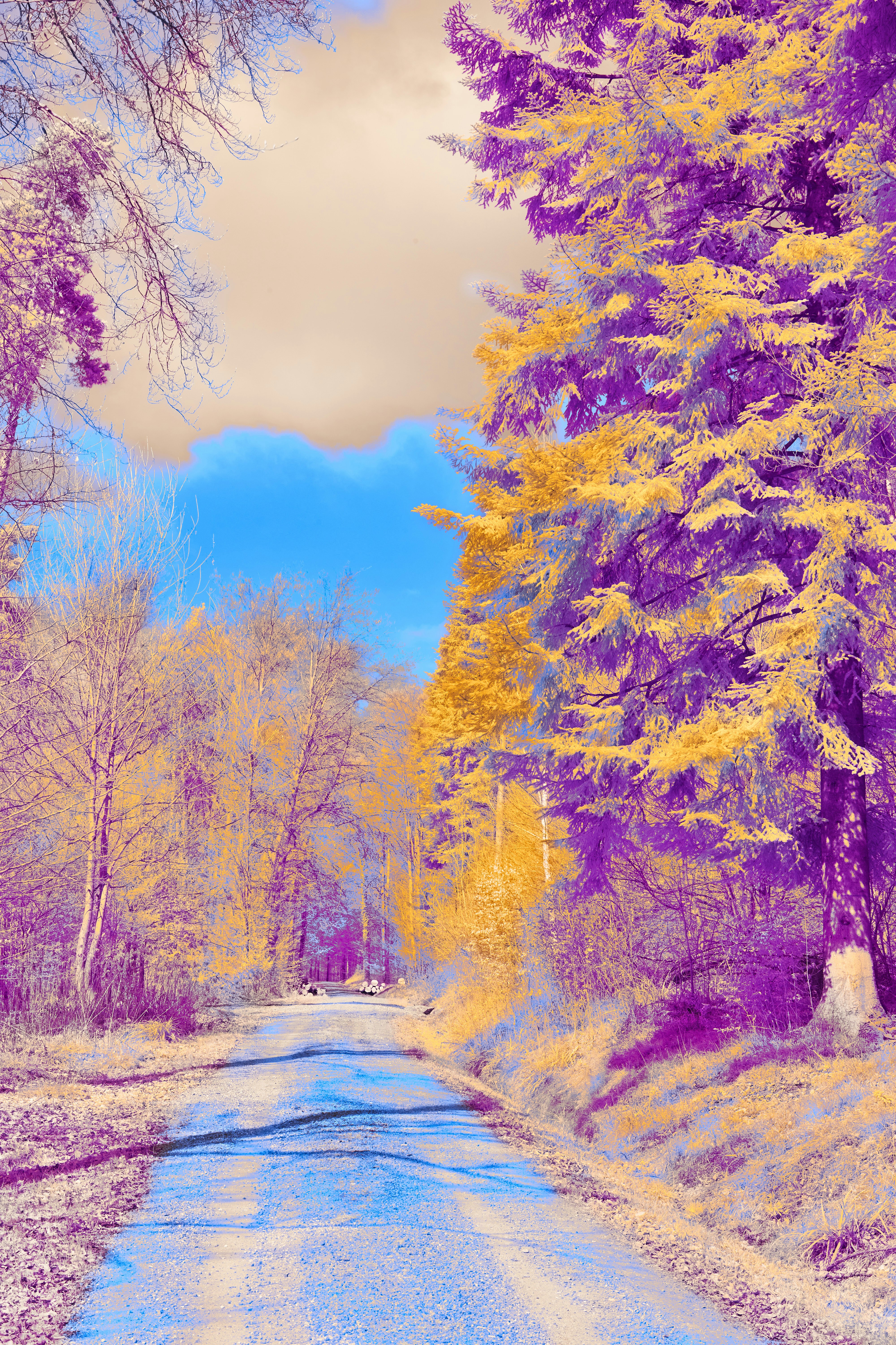Infrared Road: A Dreamy Path Through Violet Pines