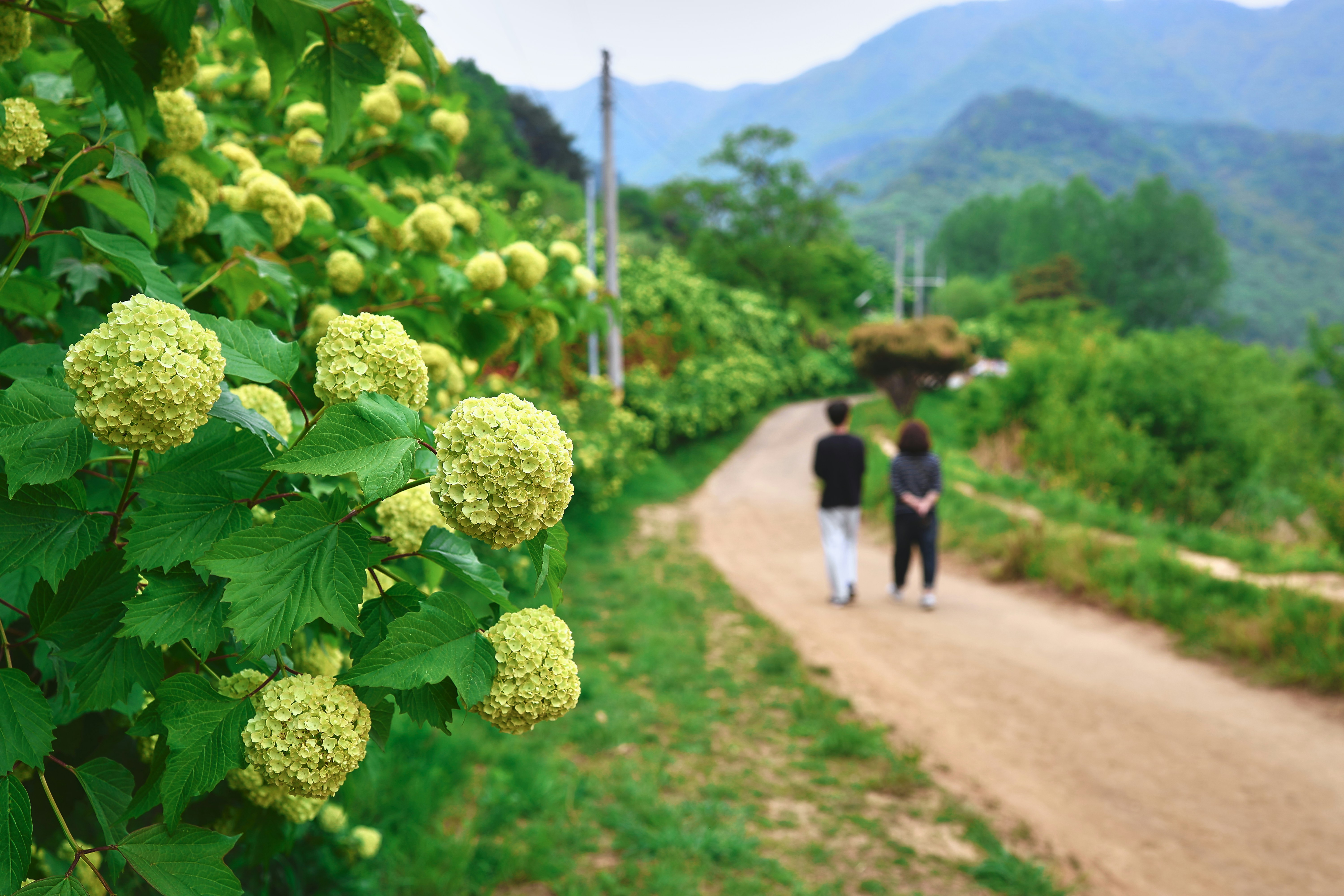 Hydrangea Corridor: A Distant Pair on a Rural Path