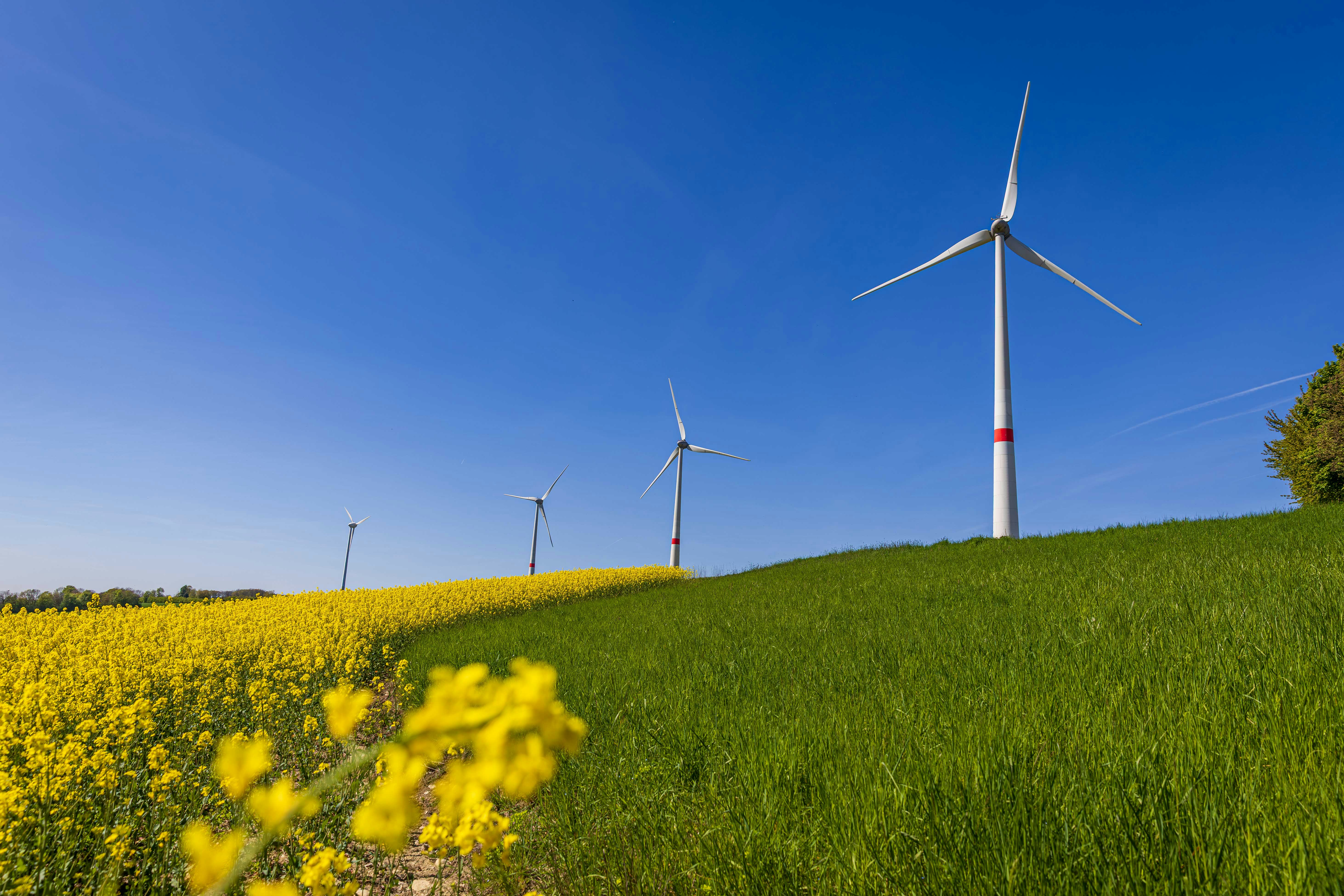 Windmills on a Green Slope Under a Sharp Blue Sky