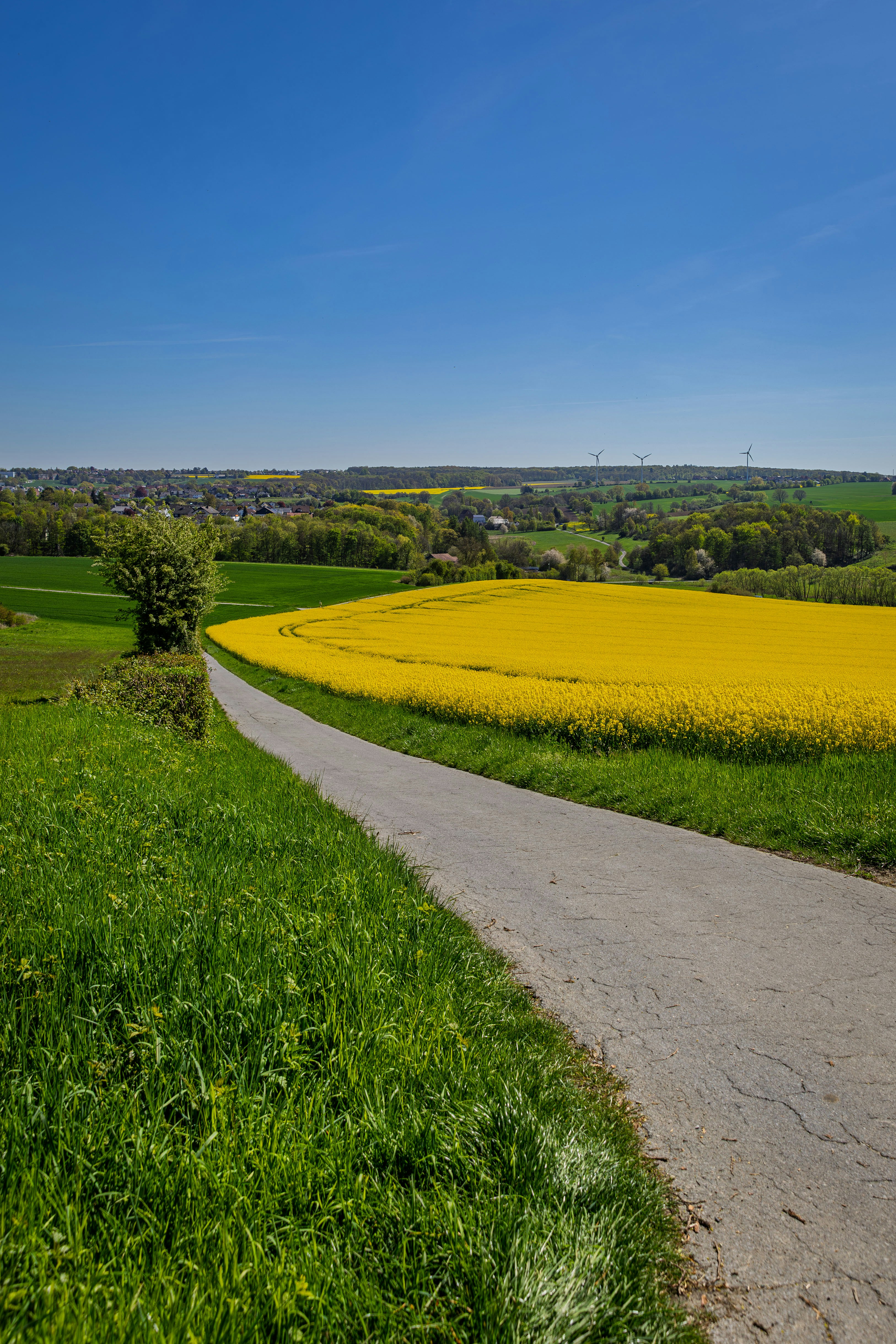 Golden Lane: A Winding Road through Spring Fields