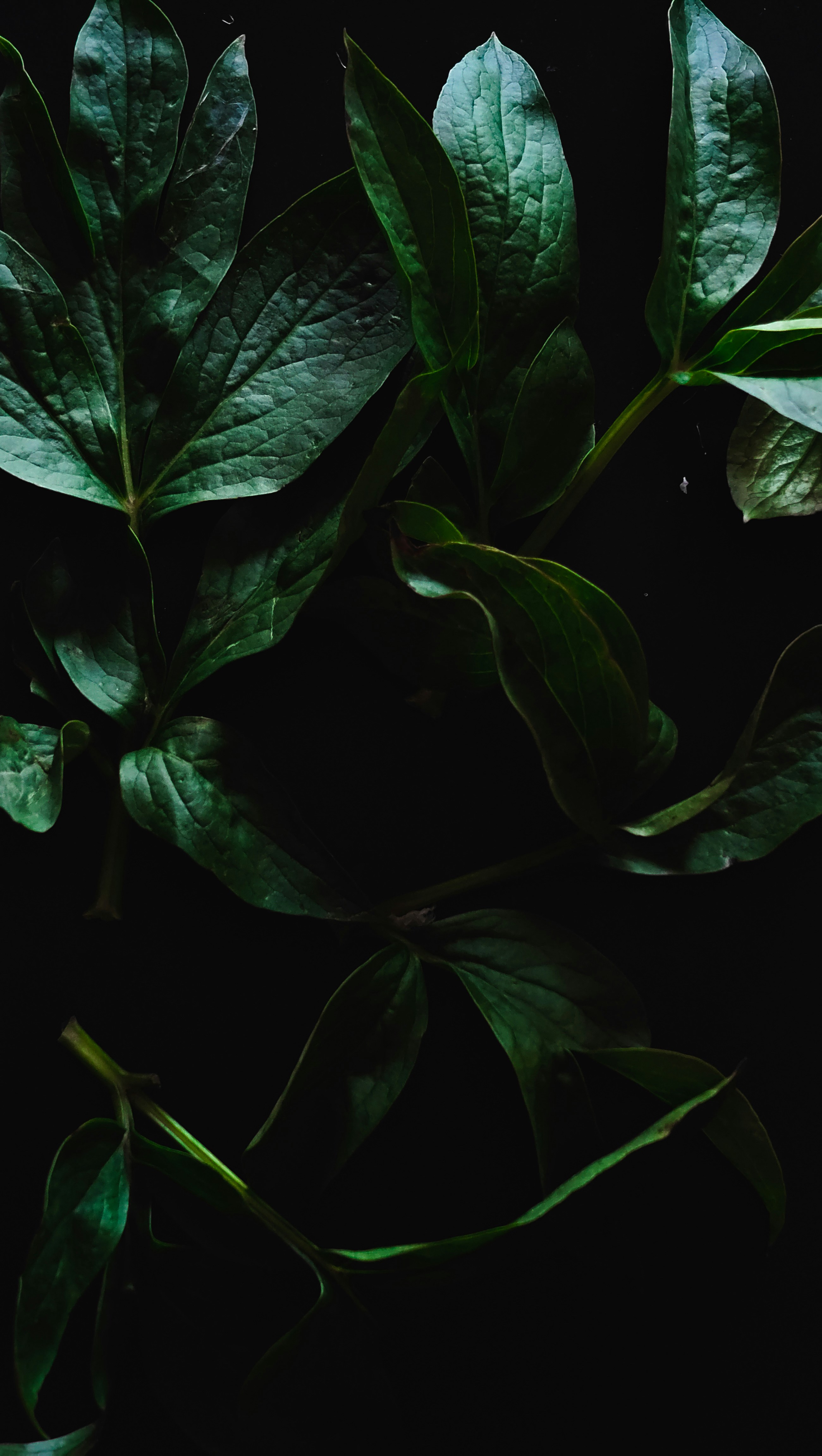 Emerald Veil: Leaves Thread Through Shadows