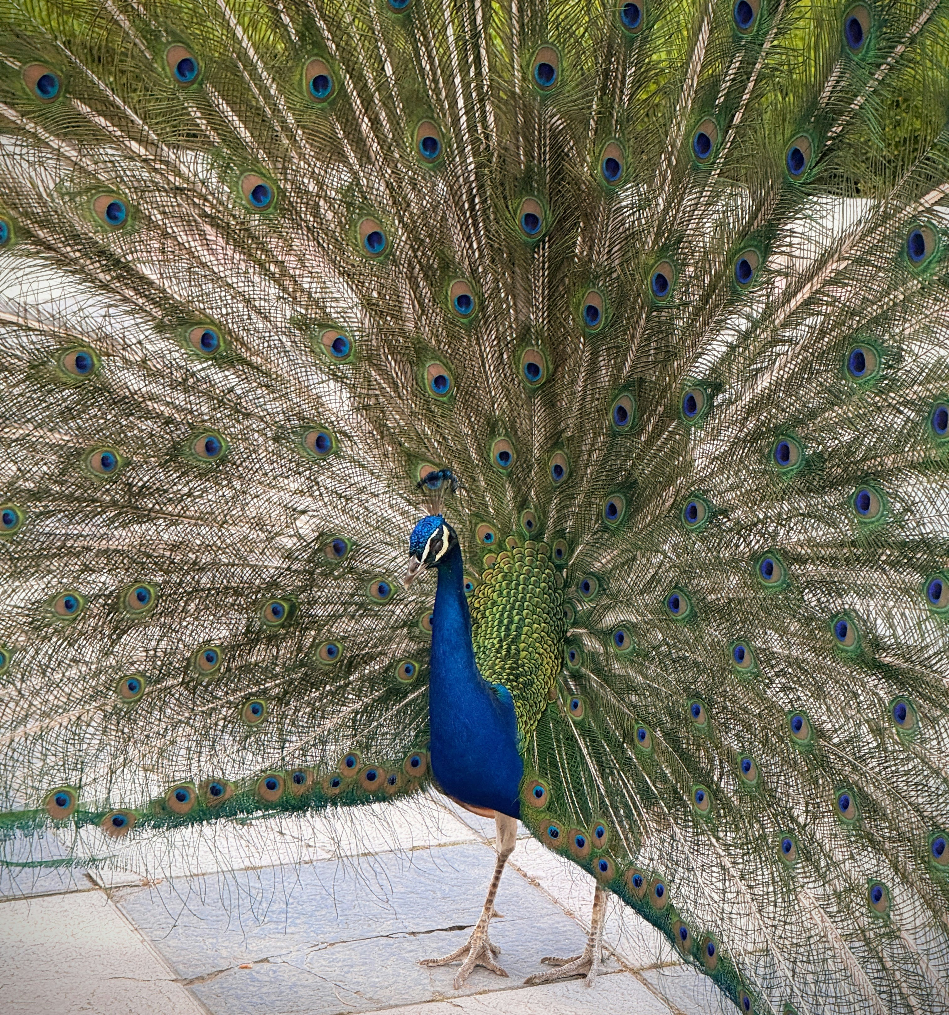 Emerald Crest: A Peafowl's Tapestry of Feathers