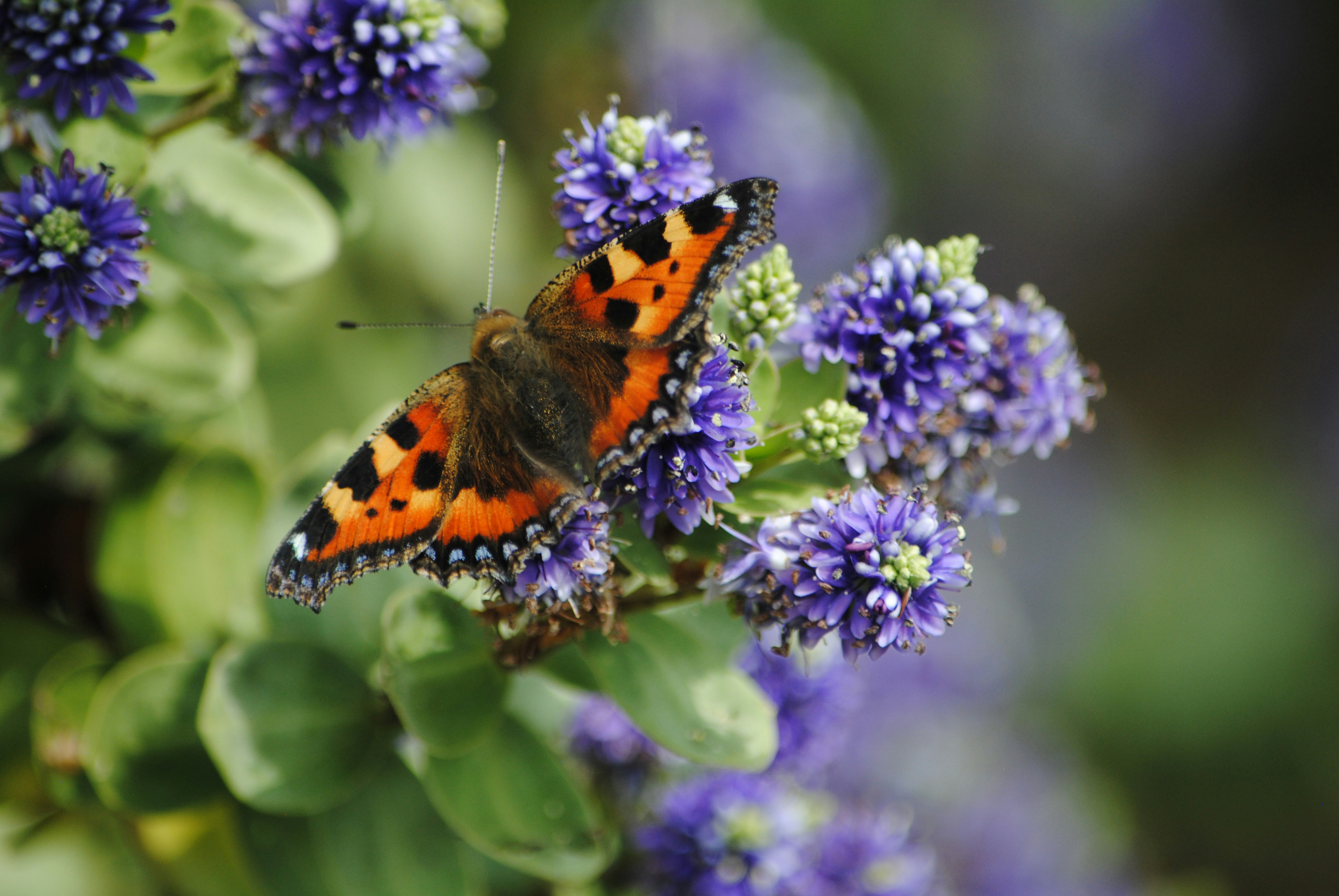 Scarlet Wings on Violet Bloom: A Painted Moment