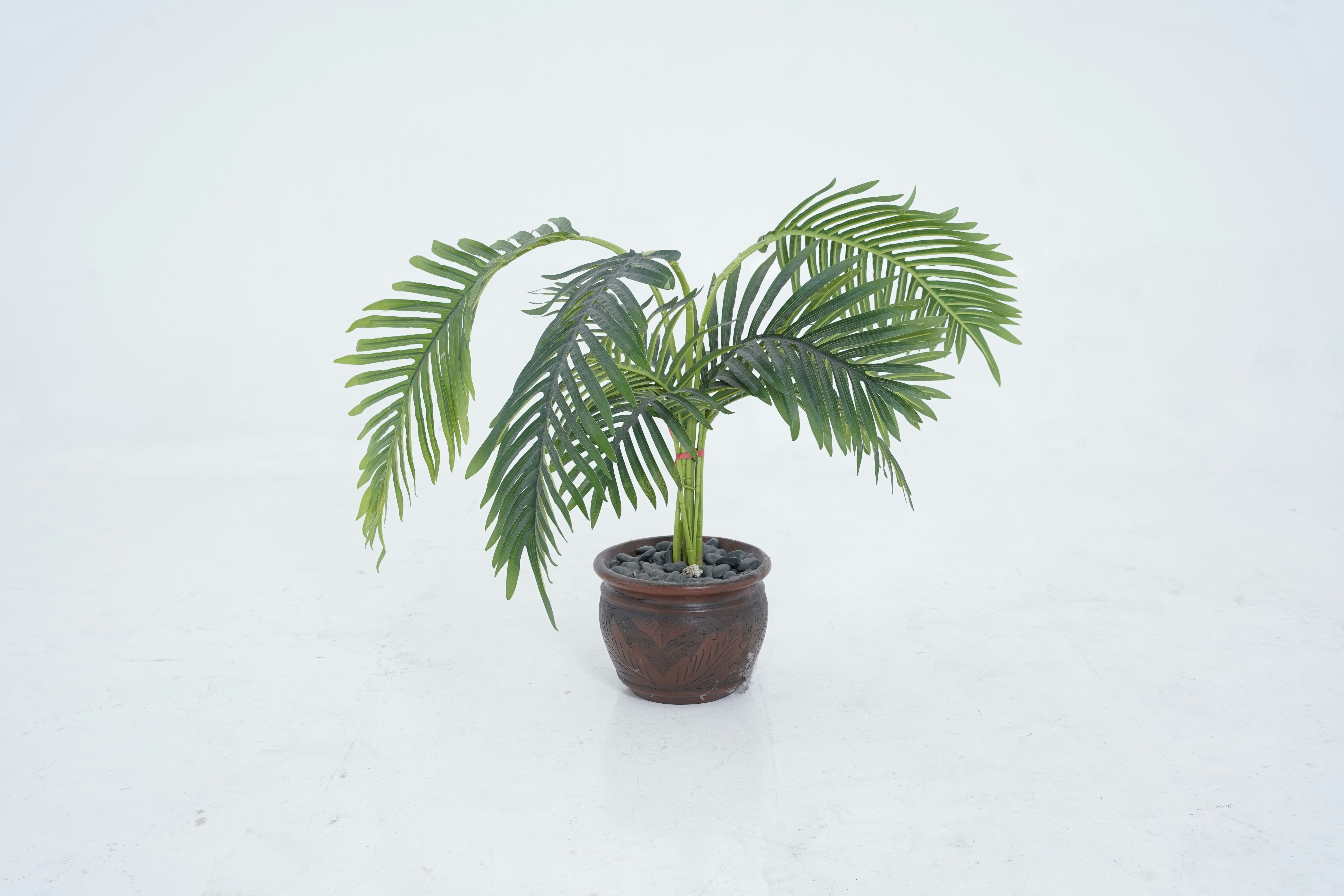 Small potted palm plant on a white studio floor