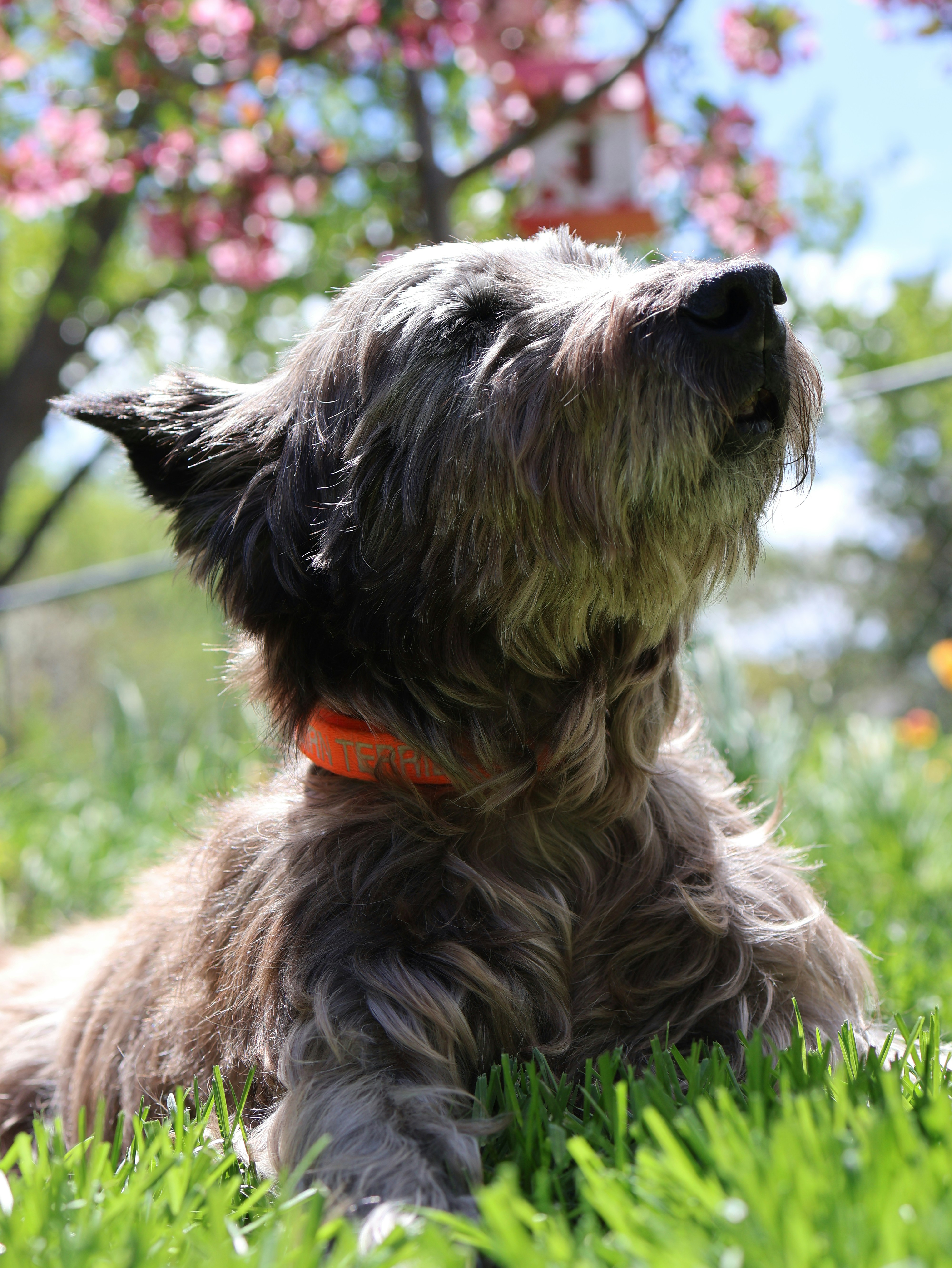 Sunny-Lipped Schnauzer: A Nose Raised to the Sky