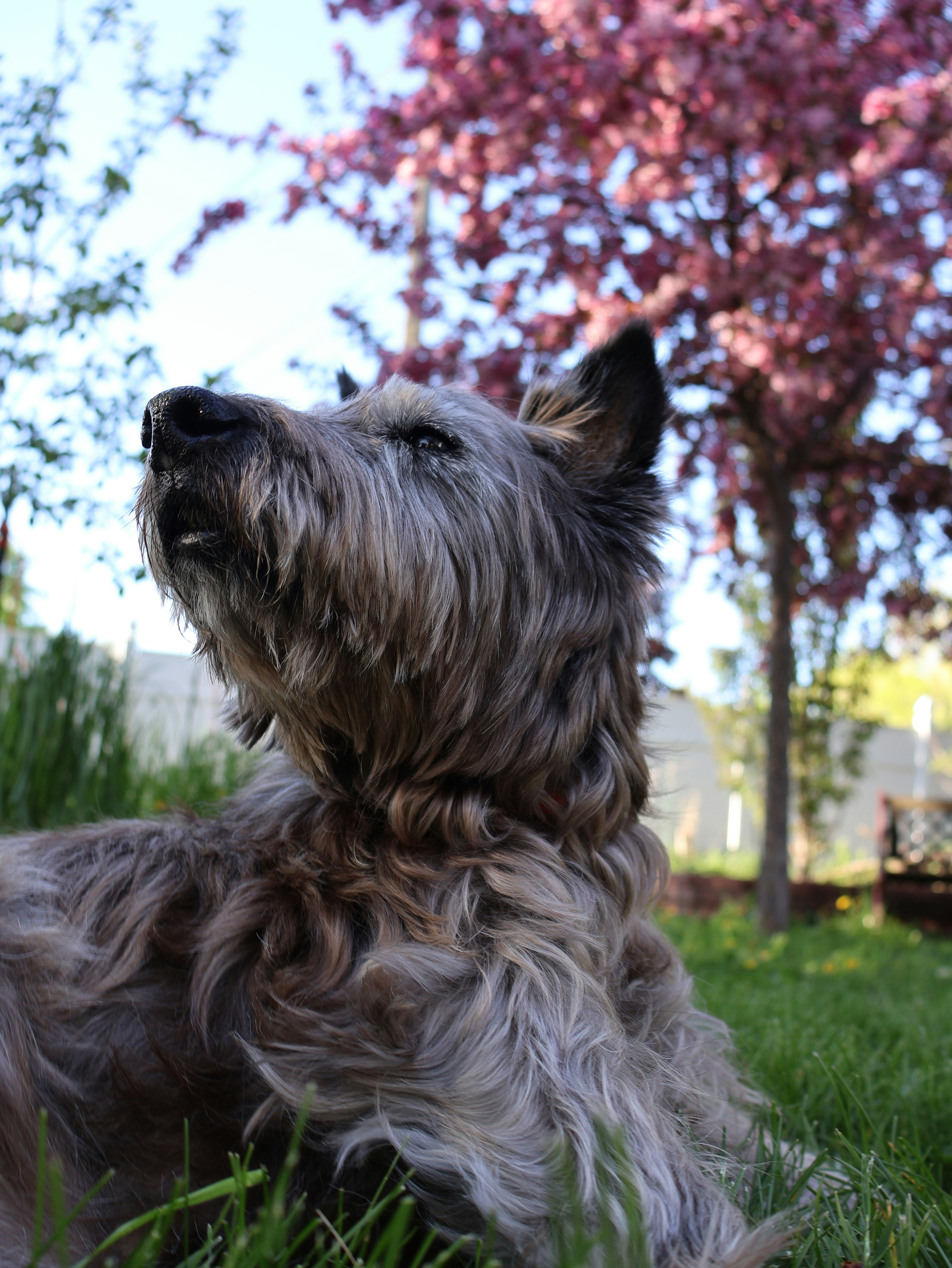 Whiskered Watcher in a Spring Garden