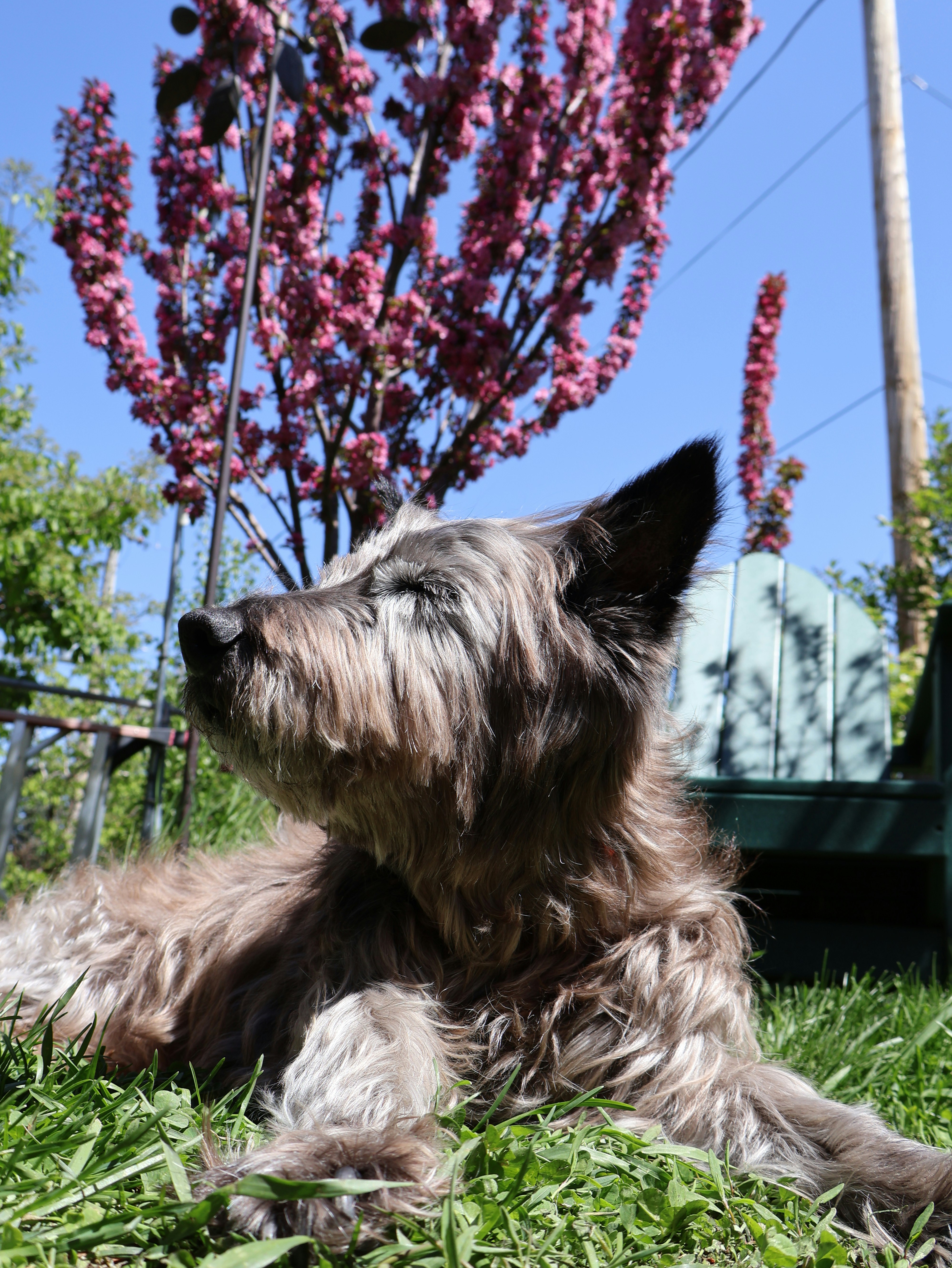 Sunlit Schnauzer in Bloom: A Quiet Moment in the Yard